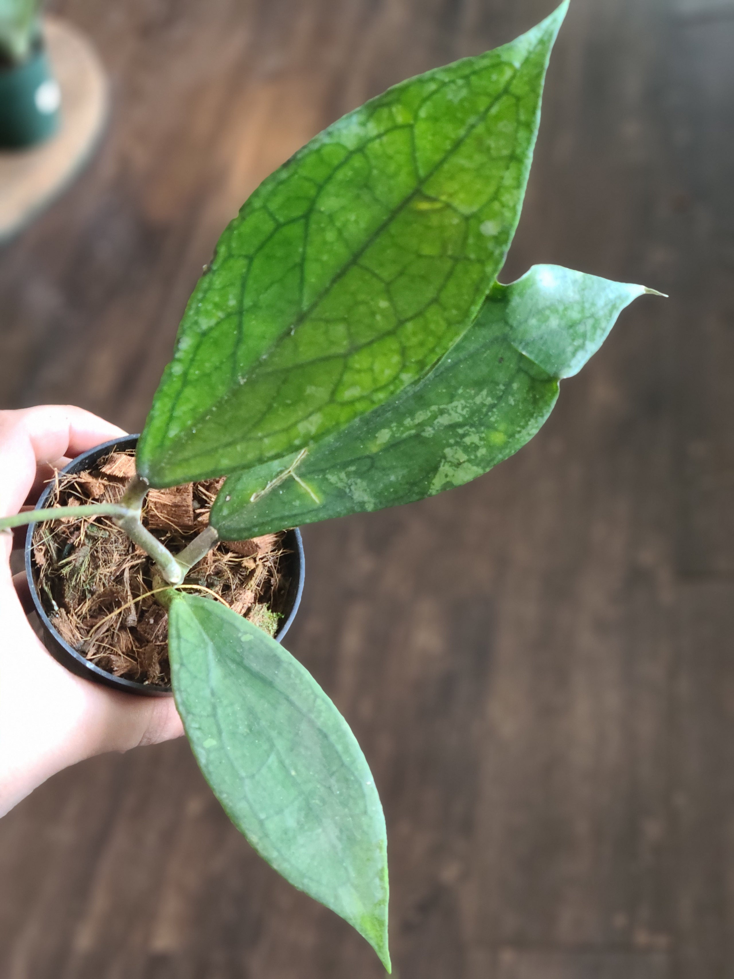 Hoya Jennifer 3" | Plantstay | Gainesville Houseplant Shop