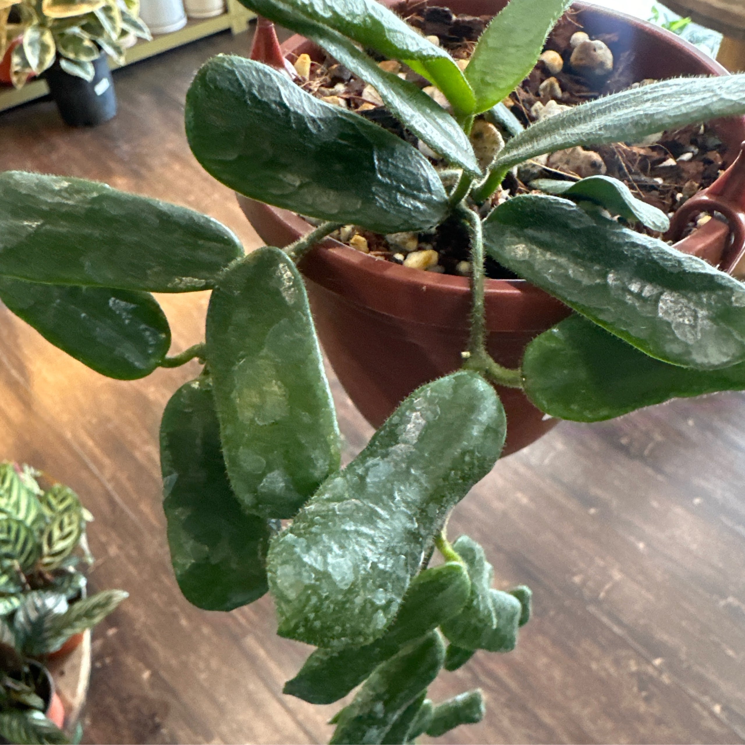 Hoya Rotundiflora HB | Plantstay | Gainesville Houseplant Shop