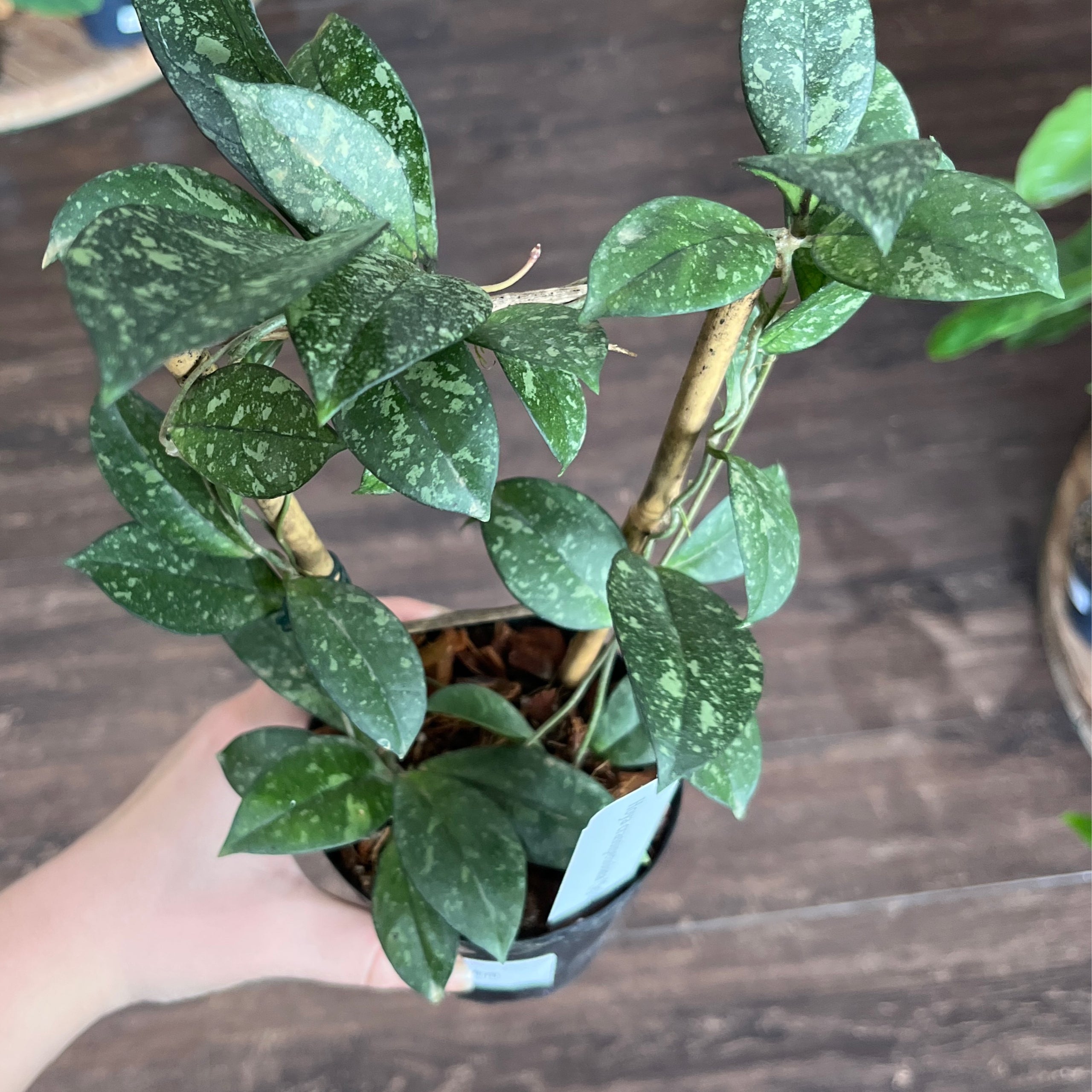 Hoya Crassipetiolata Splash (trellis) 4" | Plantstay | Gainesville ...