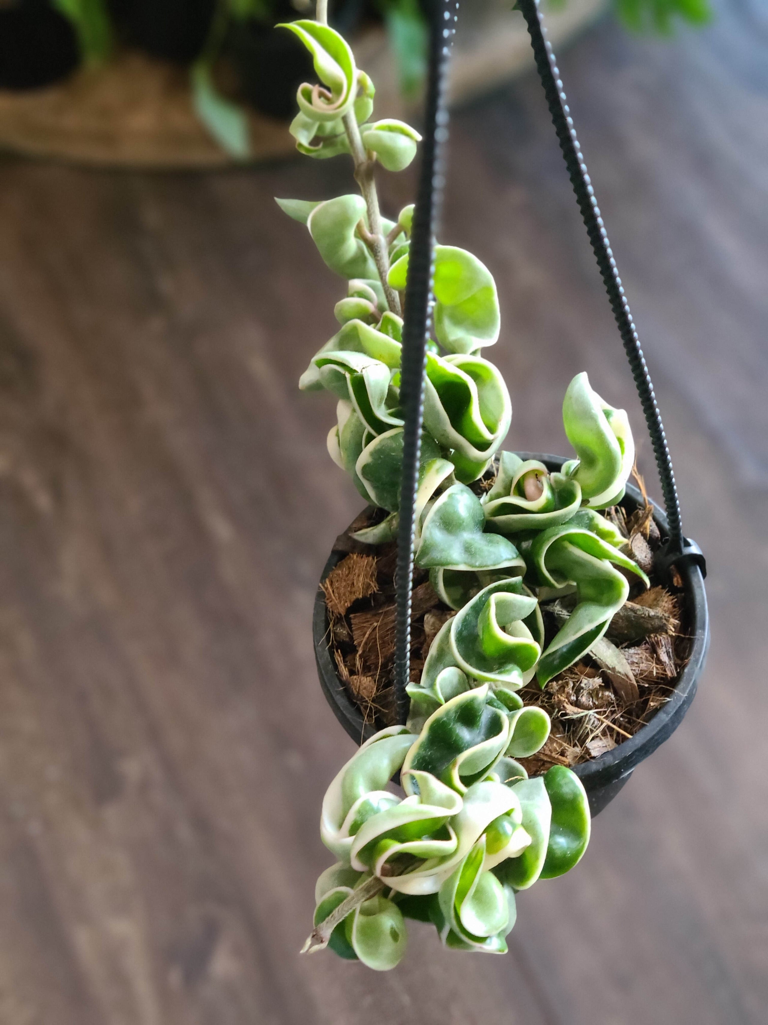 Hoya Compacta Variegata 4" HB | Plantstay | Gainesville Houseplant Shop
