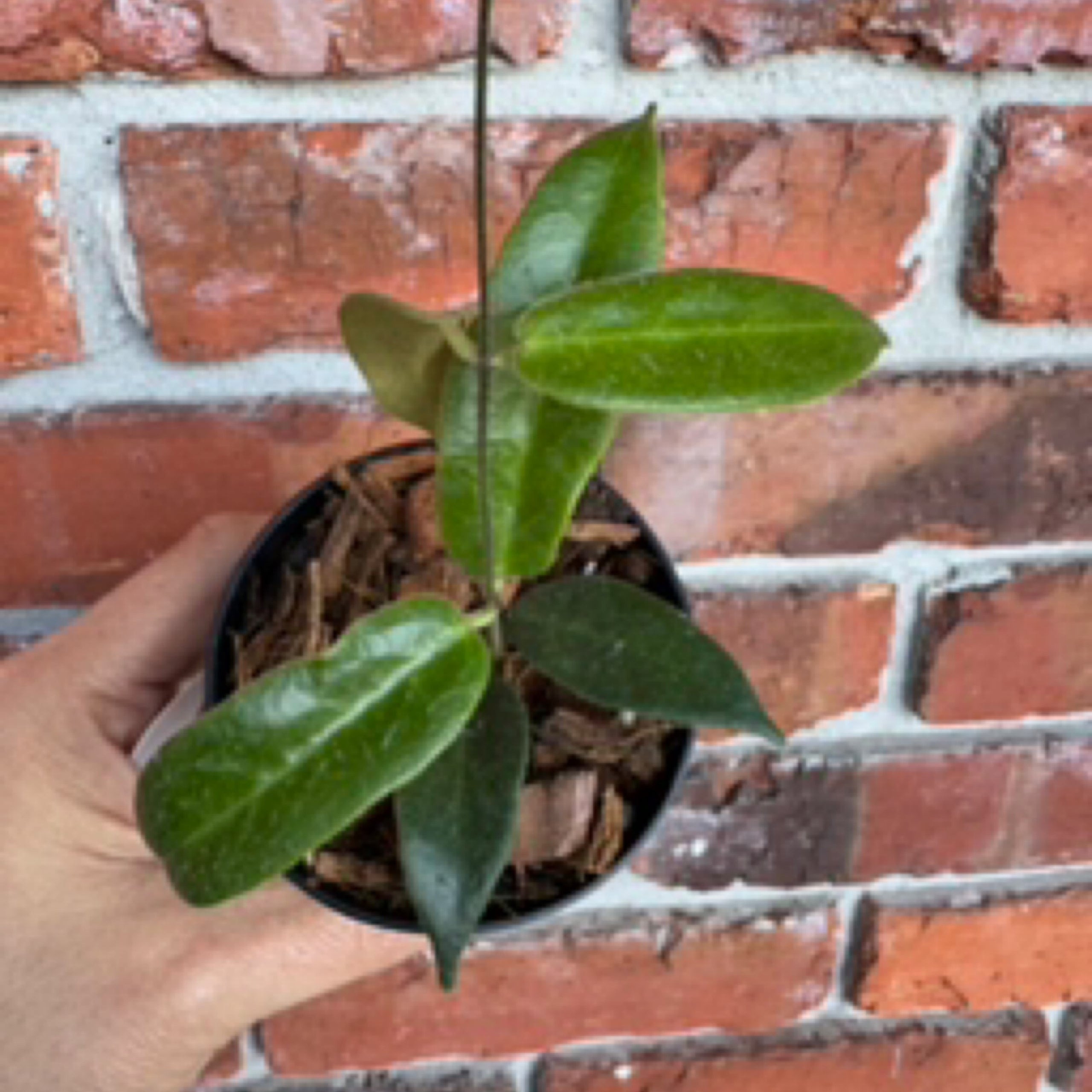 Hoya Patella 3" | Plantstay | Gainesville Houseplant Shop