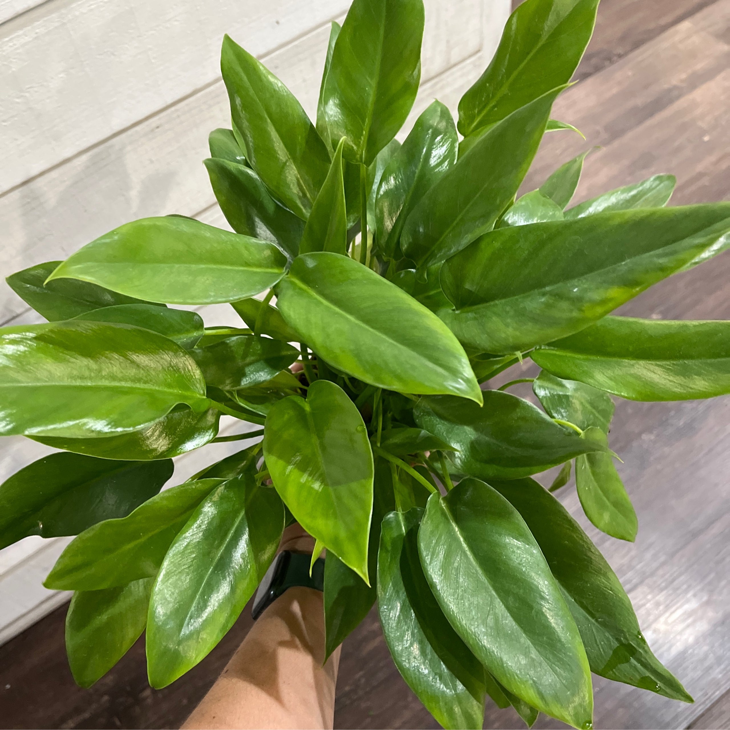 Philodendron Little Phil 4” | Plantstay | Gainesville Houseplant Shop