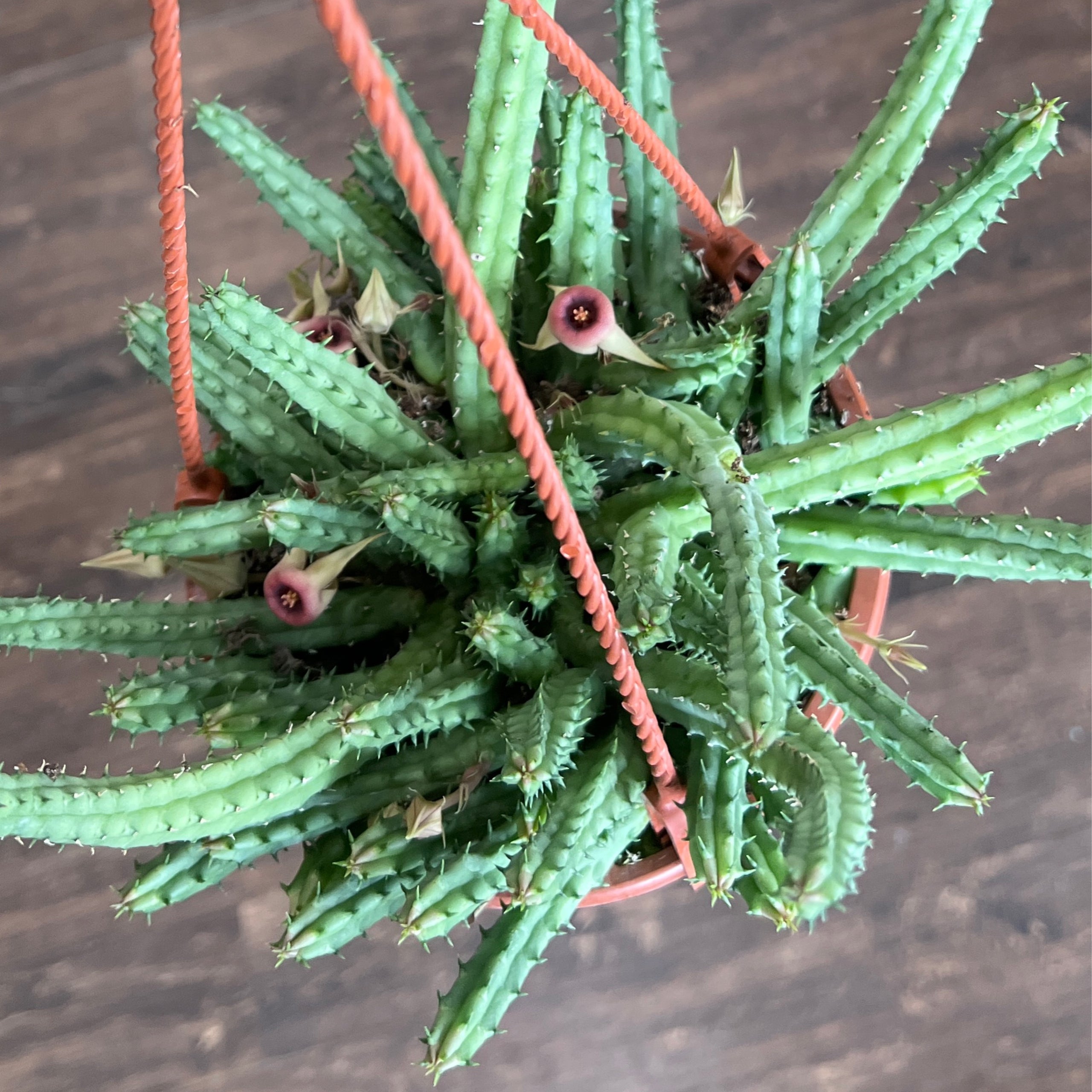 Stapelia 6" HB | Plantstay | Gainesville Houseplant Shop