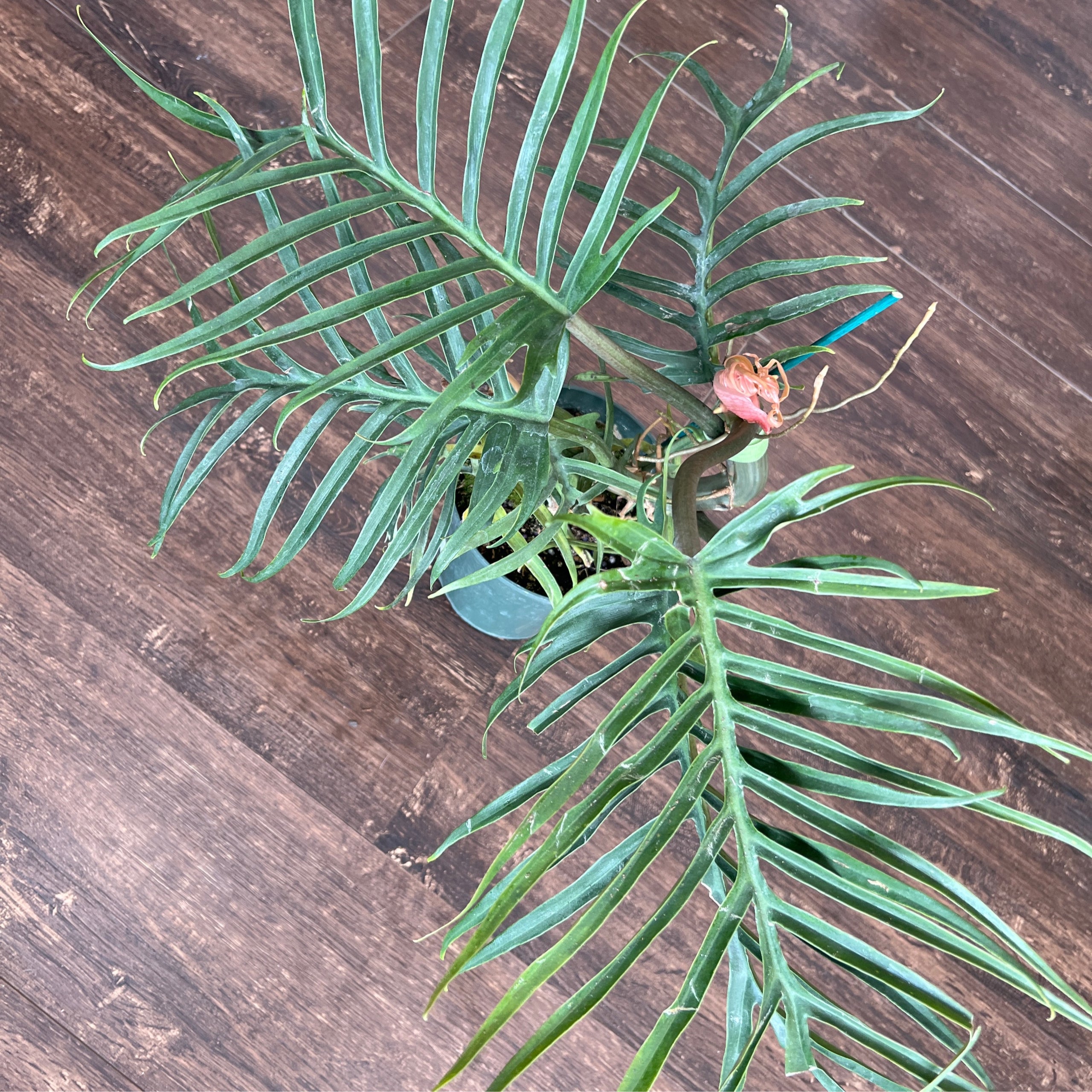 Philodendron Tortum 4" | Plantstay | Gainesville Houseplant Shop