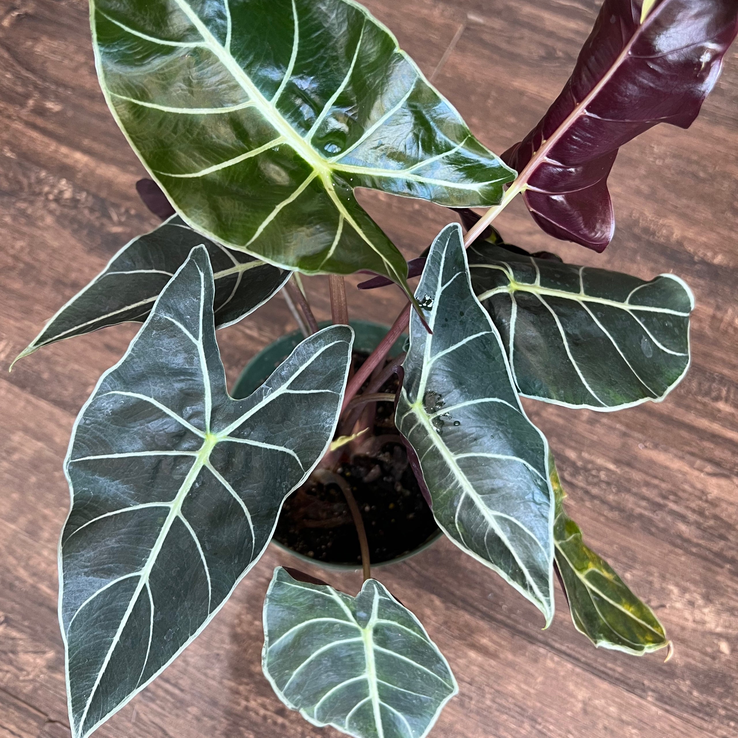 Alocasia Longiloba 'Dragon's Tooth' 6" | Plantstay | Gainesville ...