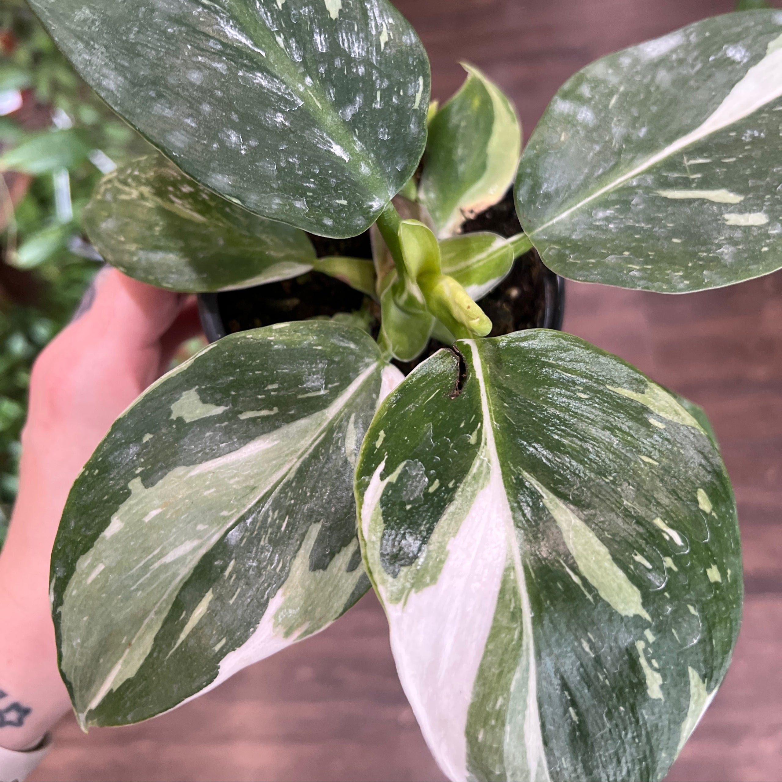 Philodendron 'Punctata' 4" | Plantstay | Gainesville Houseplant Shop