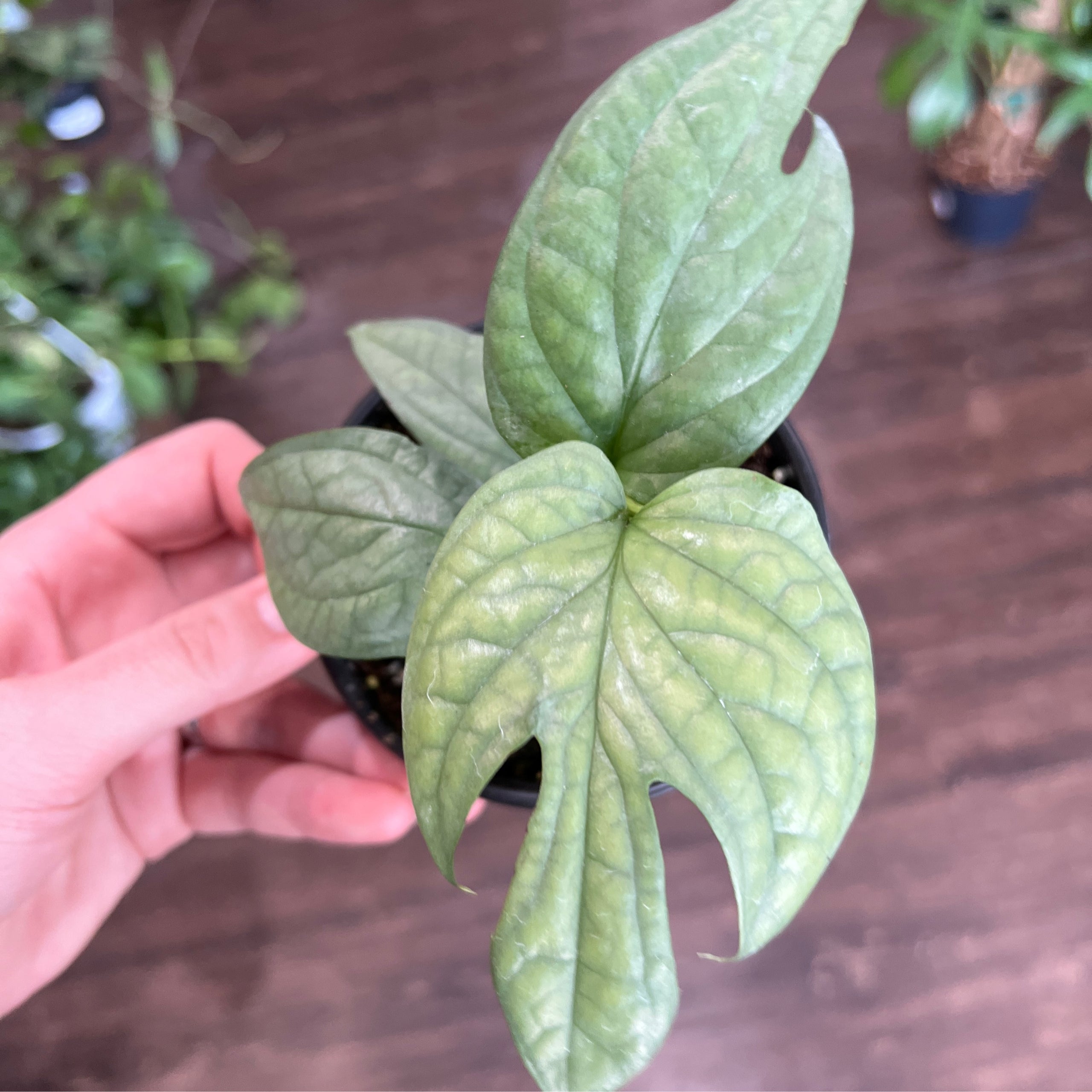 Amydrium Medium 'Silver' 4" | Plantstay | Gainesville Houseplant Shop