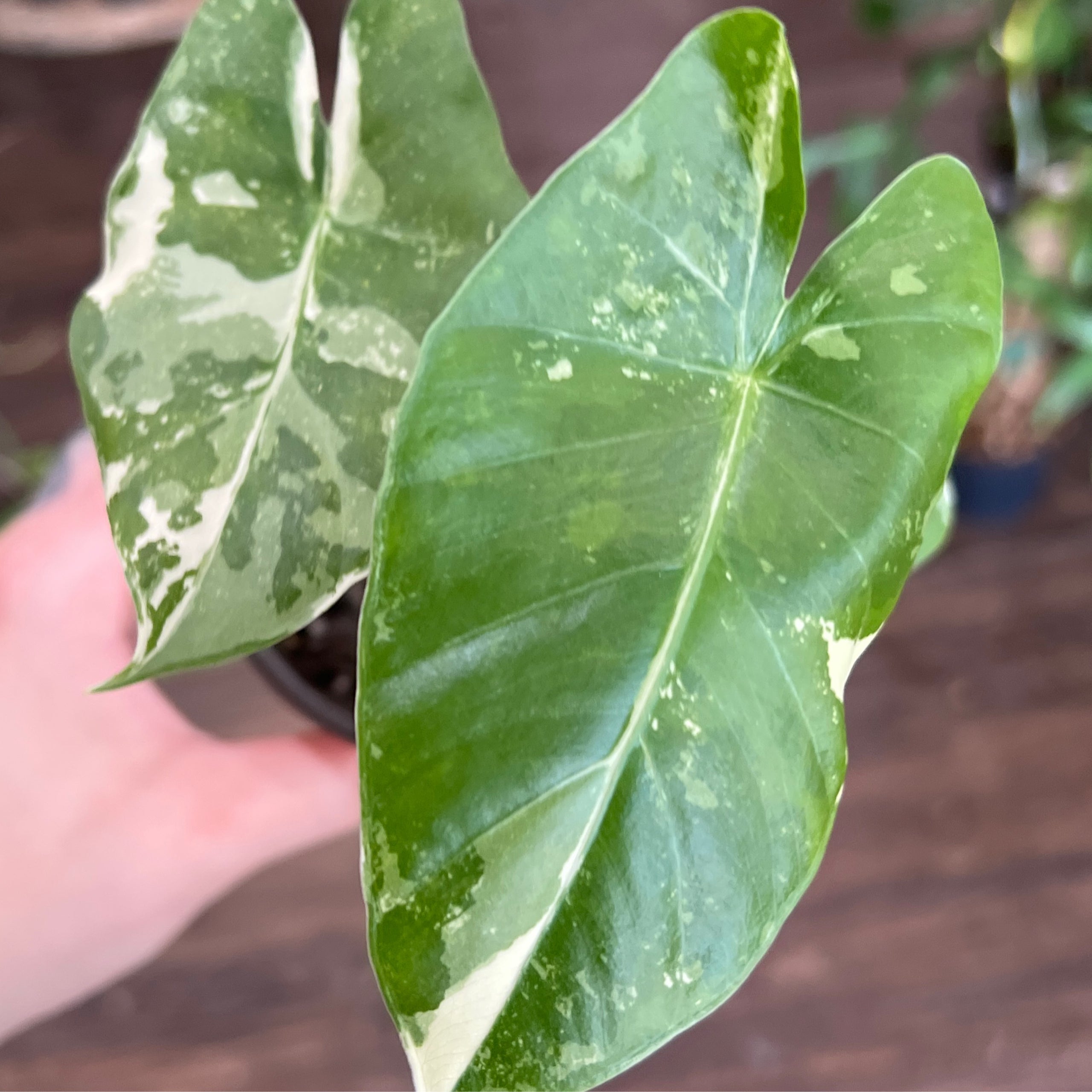 Variegated Alocasia 4" | Plantstay | Gainesville Houseplant Shop