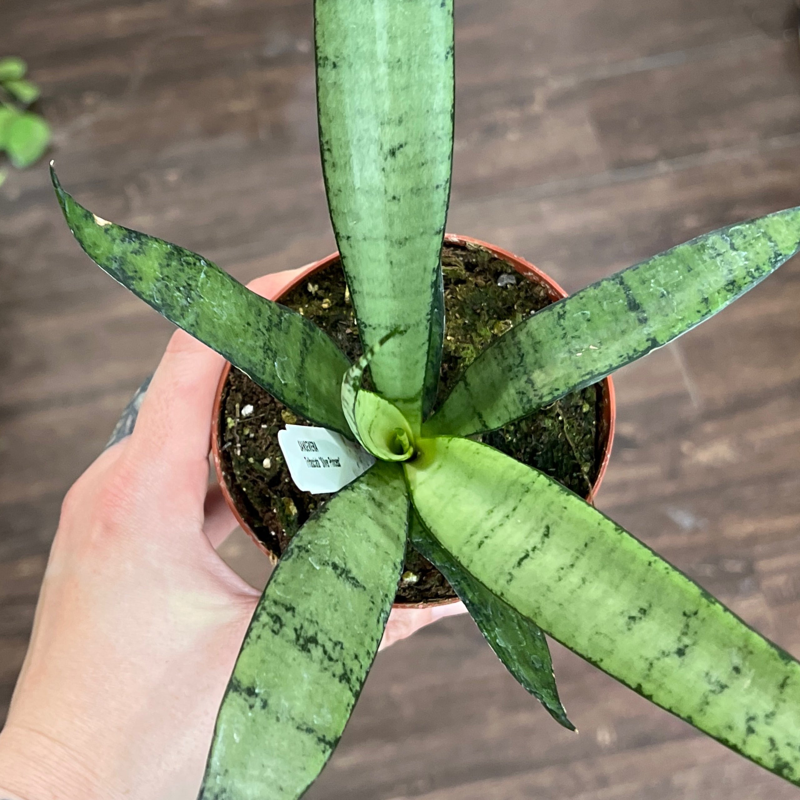 Sansevieria 'Silver Princess' 4" | Plantstay | Gainesville Houseplant Shop