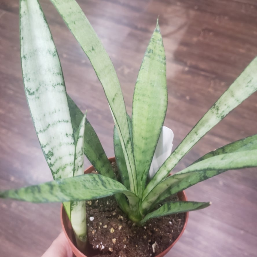 Sansevieria 'Silver Princess' 4" | Plantstay | Gainesville Houseplant Shop