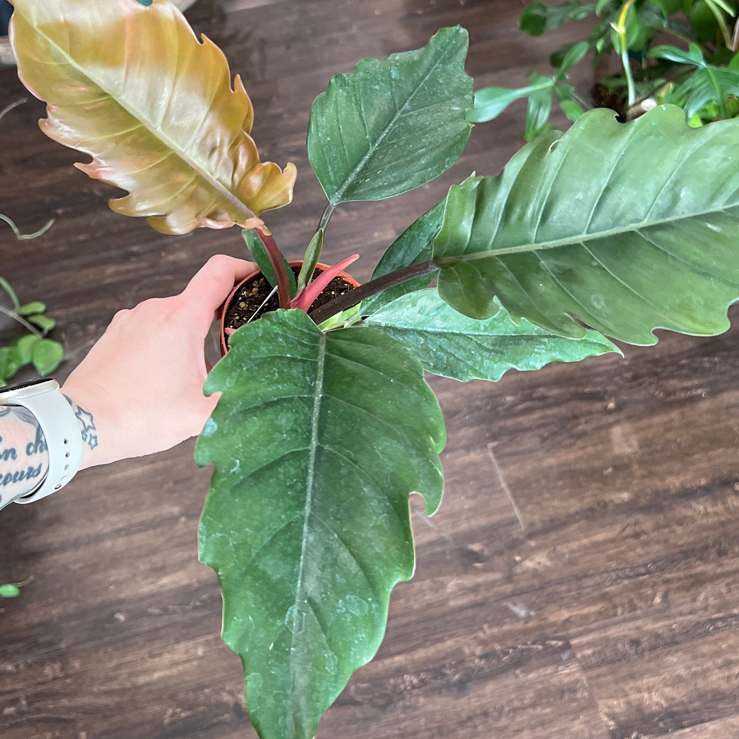 Philodendron 'Choco Empress' 4" | Plantstay | Gainesville Houseplant Shop