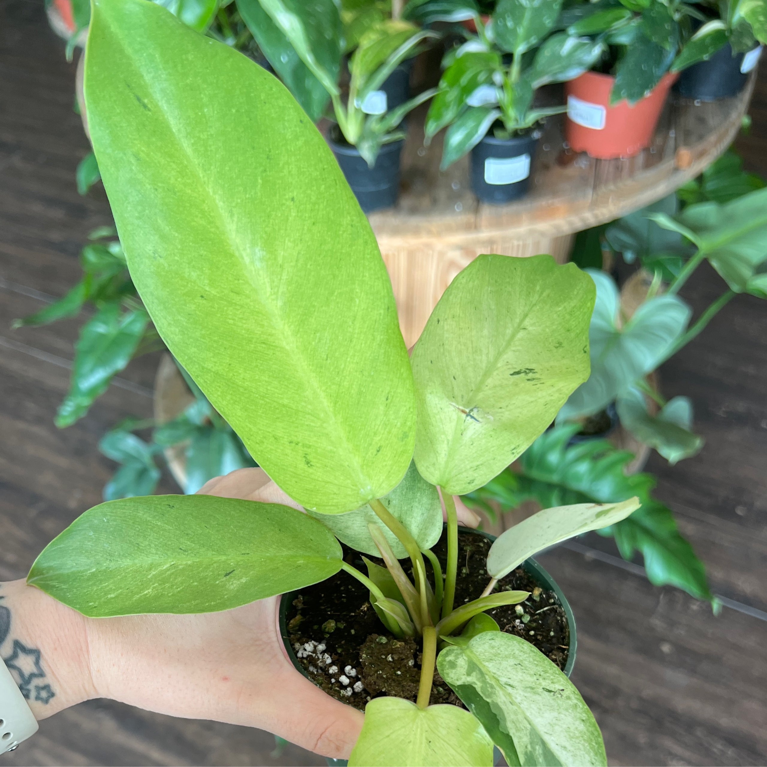 Philodendron Snowdrift 4" | Plantstay | Gainesville Houseplant Shop