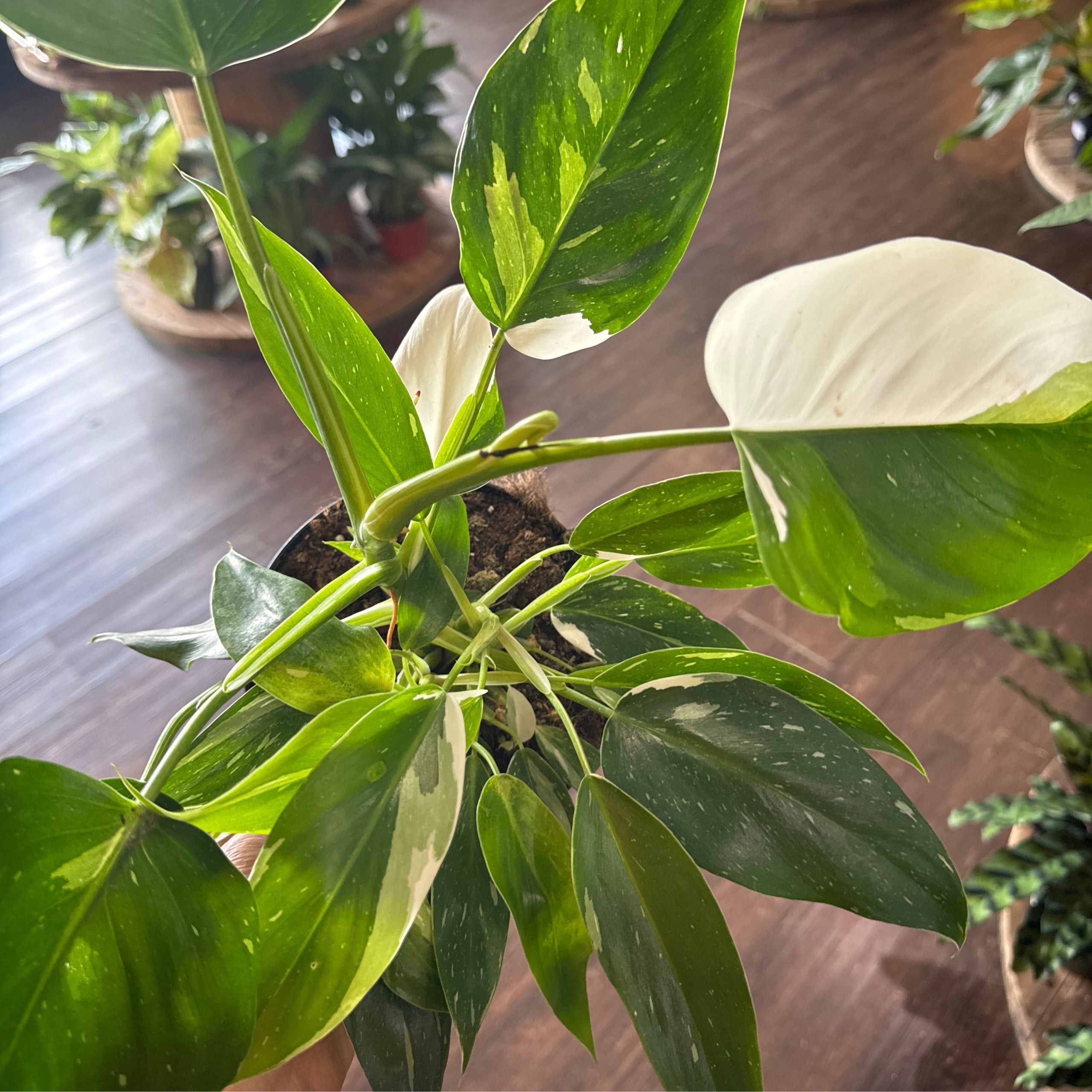 Philodendron White Wizard 6" | Plantstay | Gainesville Houseplant Shop