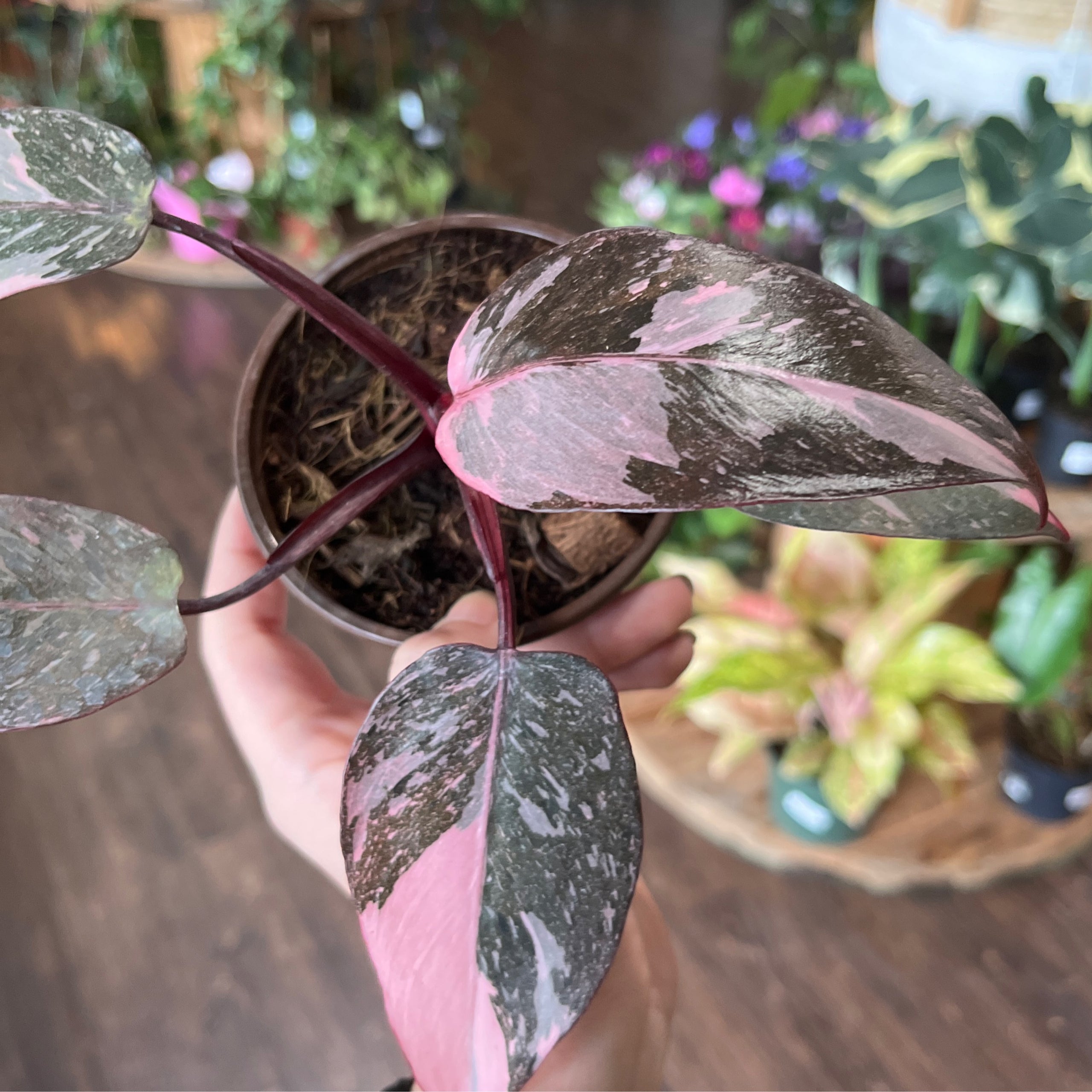 Philodendron Pink Princess Marble 4" | Plantstay | Gainesville ...