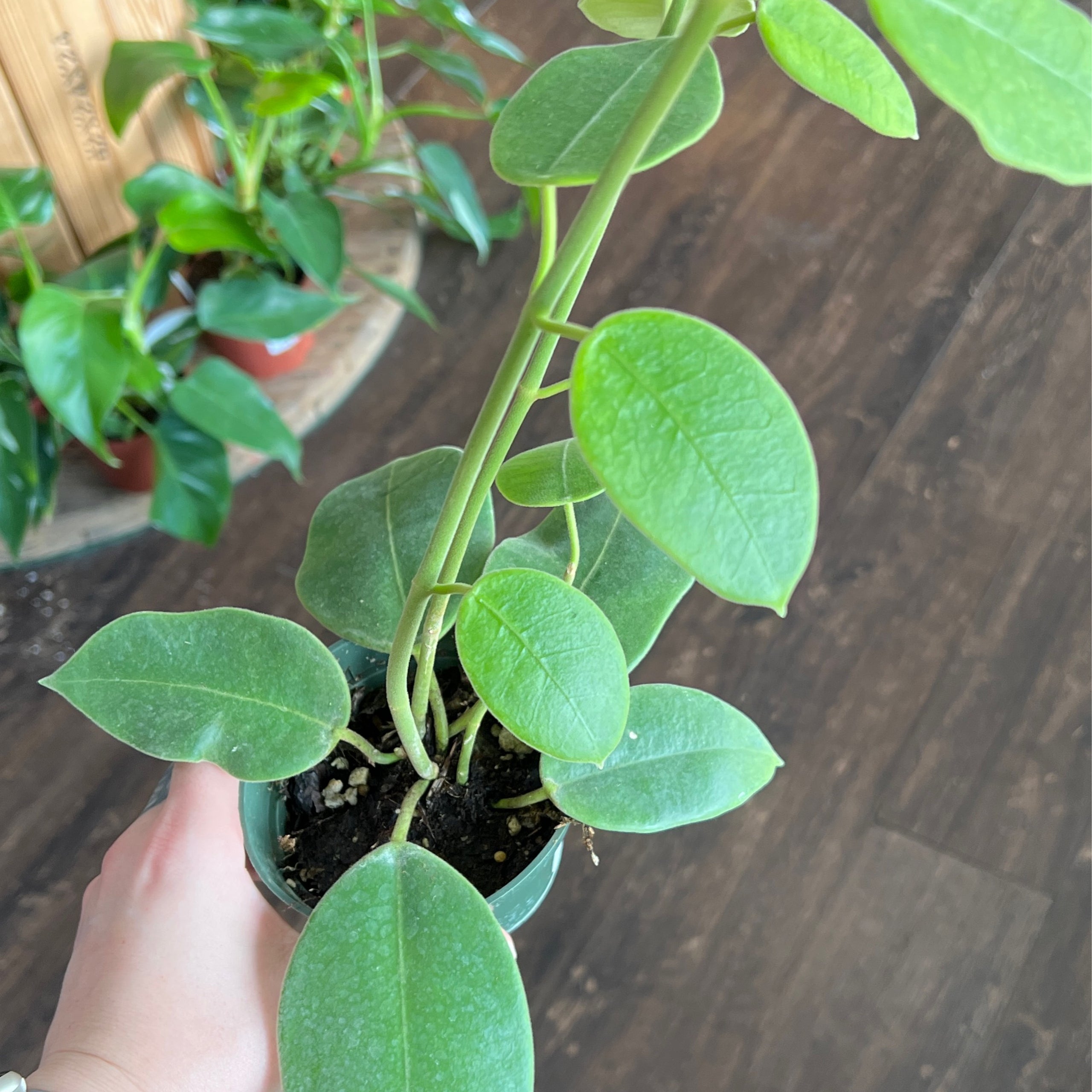 Hoya cv Monette | Plantstay | Gainesville Houseplant Shop
