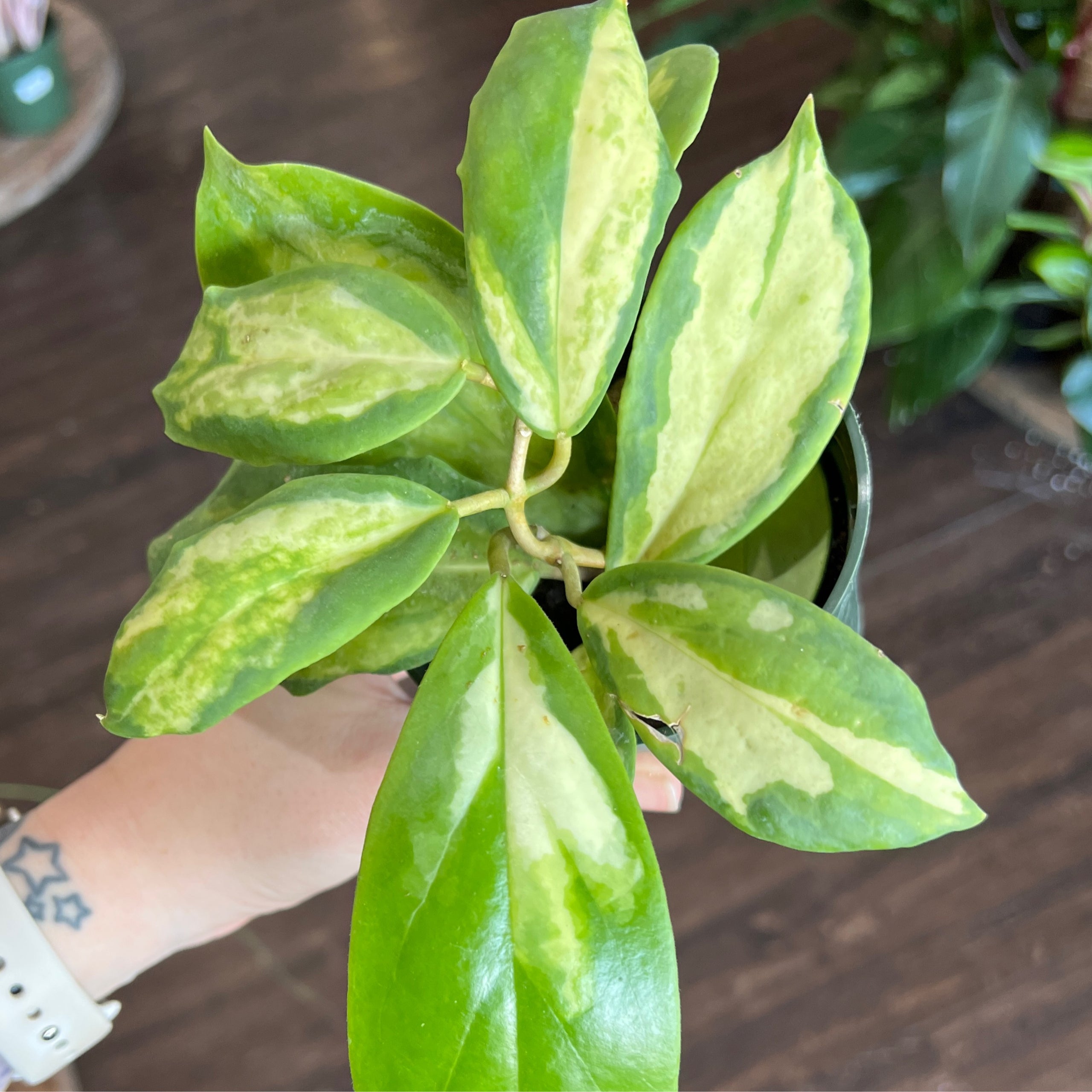 Hoya Incrassata Variegata 4" | Plantstay | Gainesville Houseplant Shop