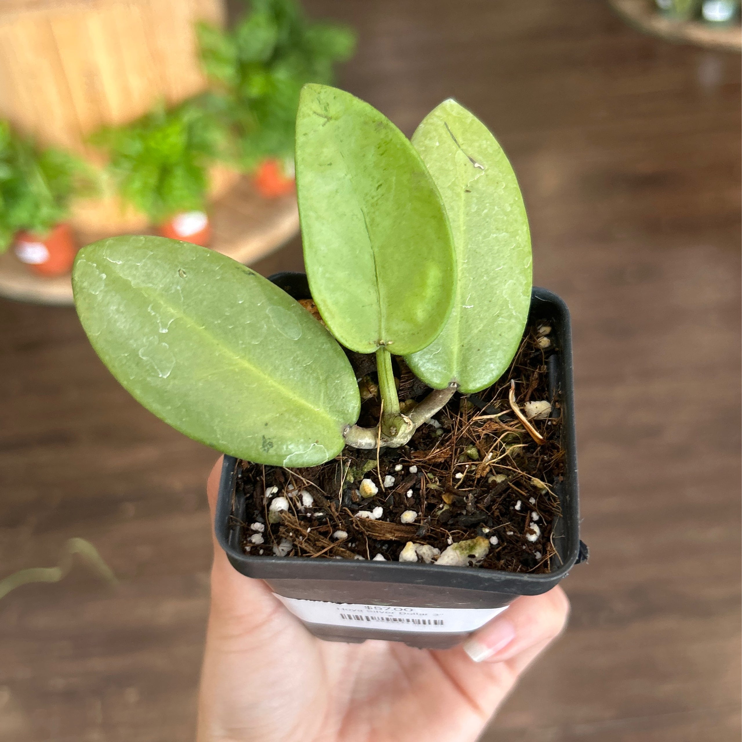 Hoya Silver Dollar 3" | Plantstay | Gainesville Houseplant Shop