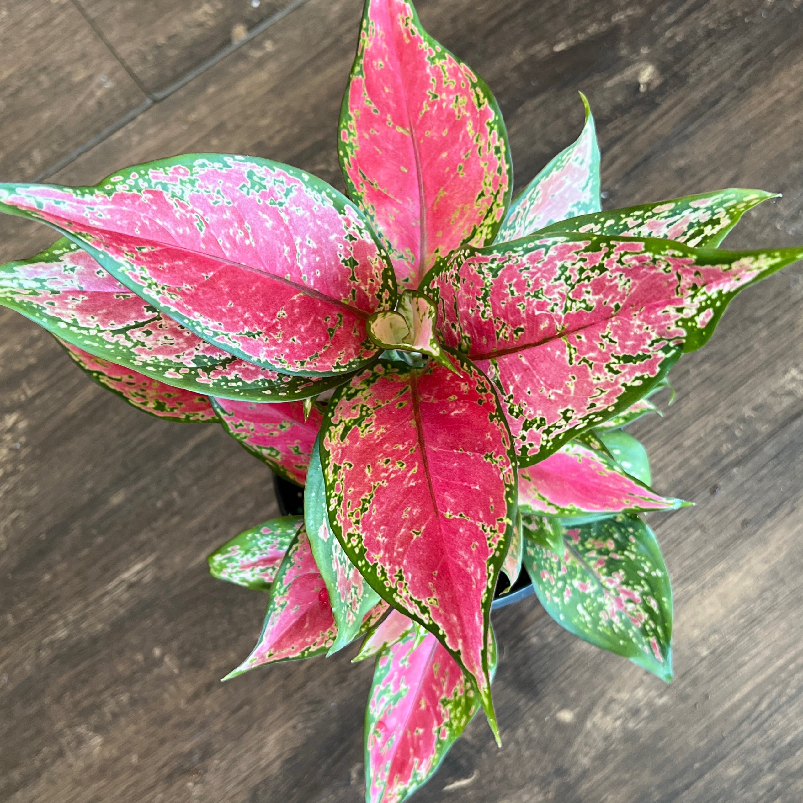 Aglaonema 'Red Valentine' 6" | Plantstay | Gainesville Houseplant Shop