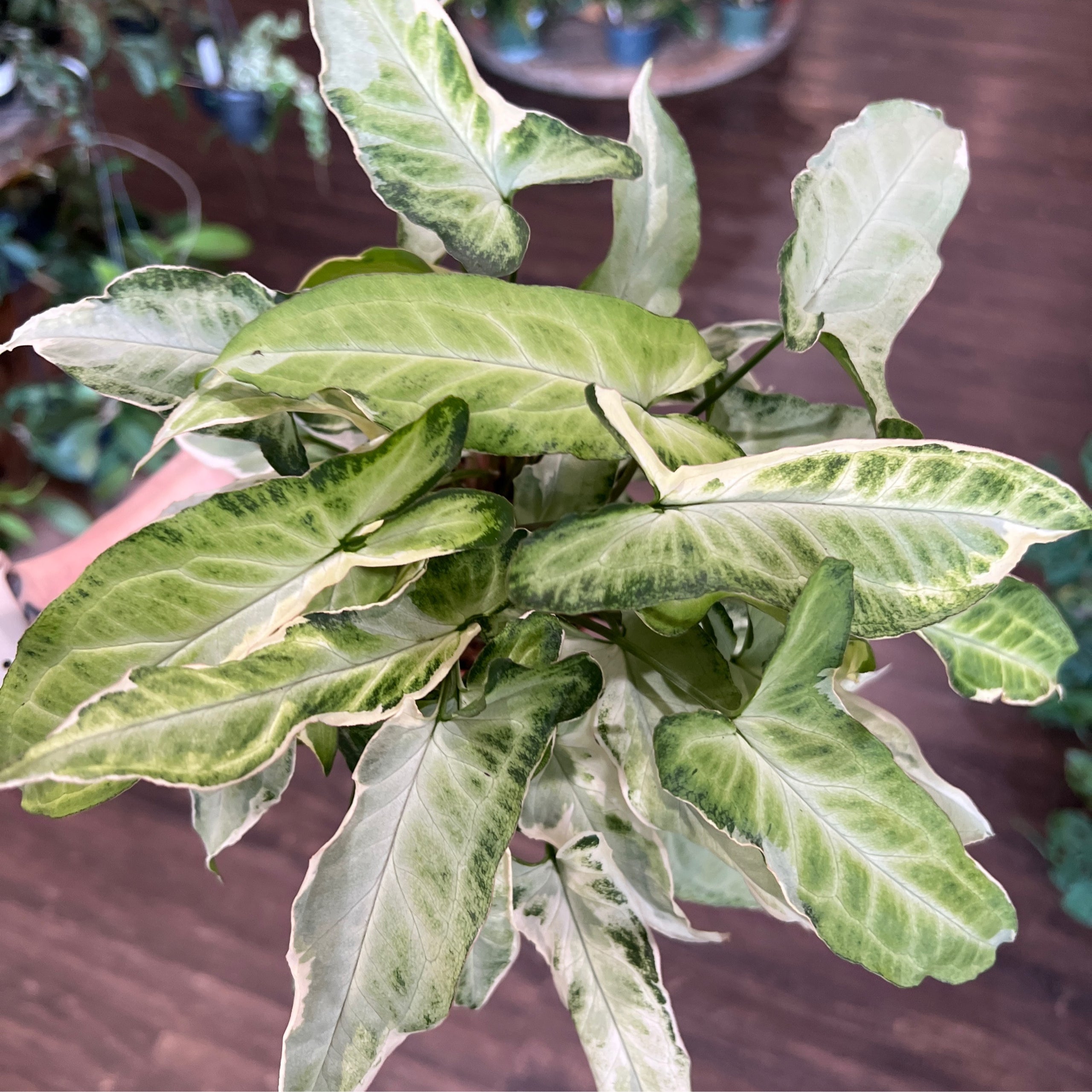 Syngonium Starlite 4” | Plantstay | Gainesville Houseplant Shop