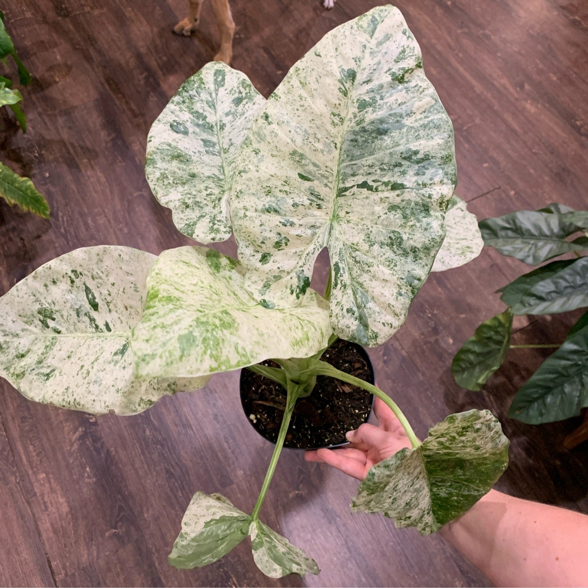 Alocasia Odora 'Batik' 6" | Plantstay | Gainesville Houseplant Shop