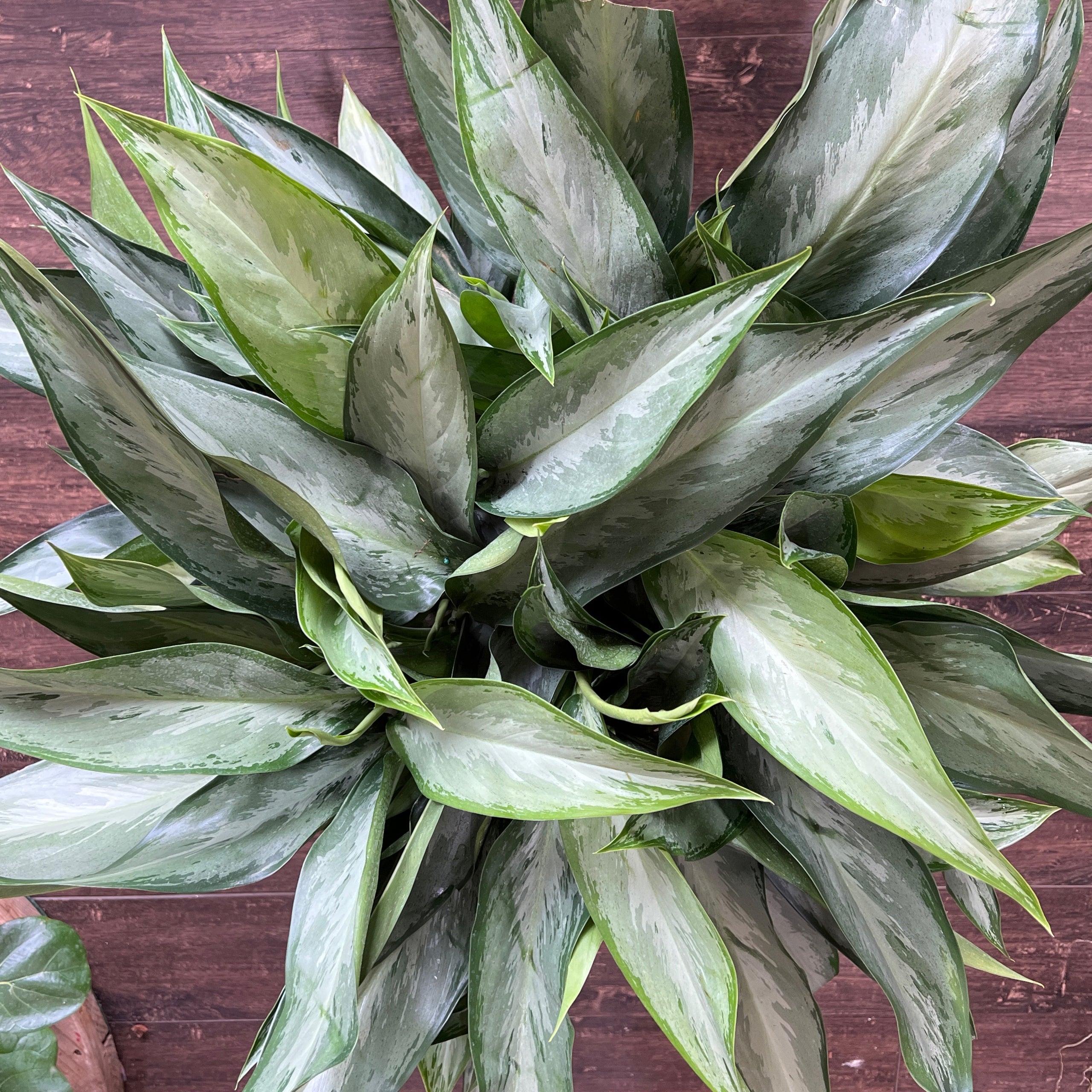 Aglaonema Hybrid 10" | Plantstay | Gainesville Houseplant Shop