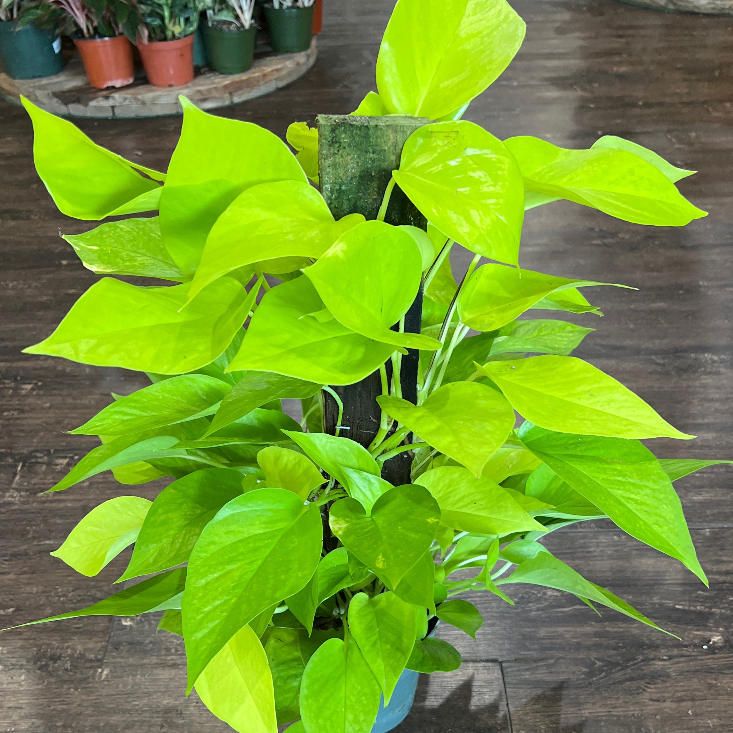 Epipremnum Aureum 'Neon Pothos' 6" w/ Totem | Plantstay | Gainesville ...