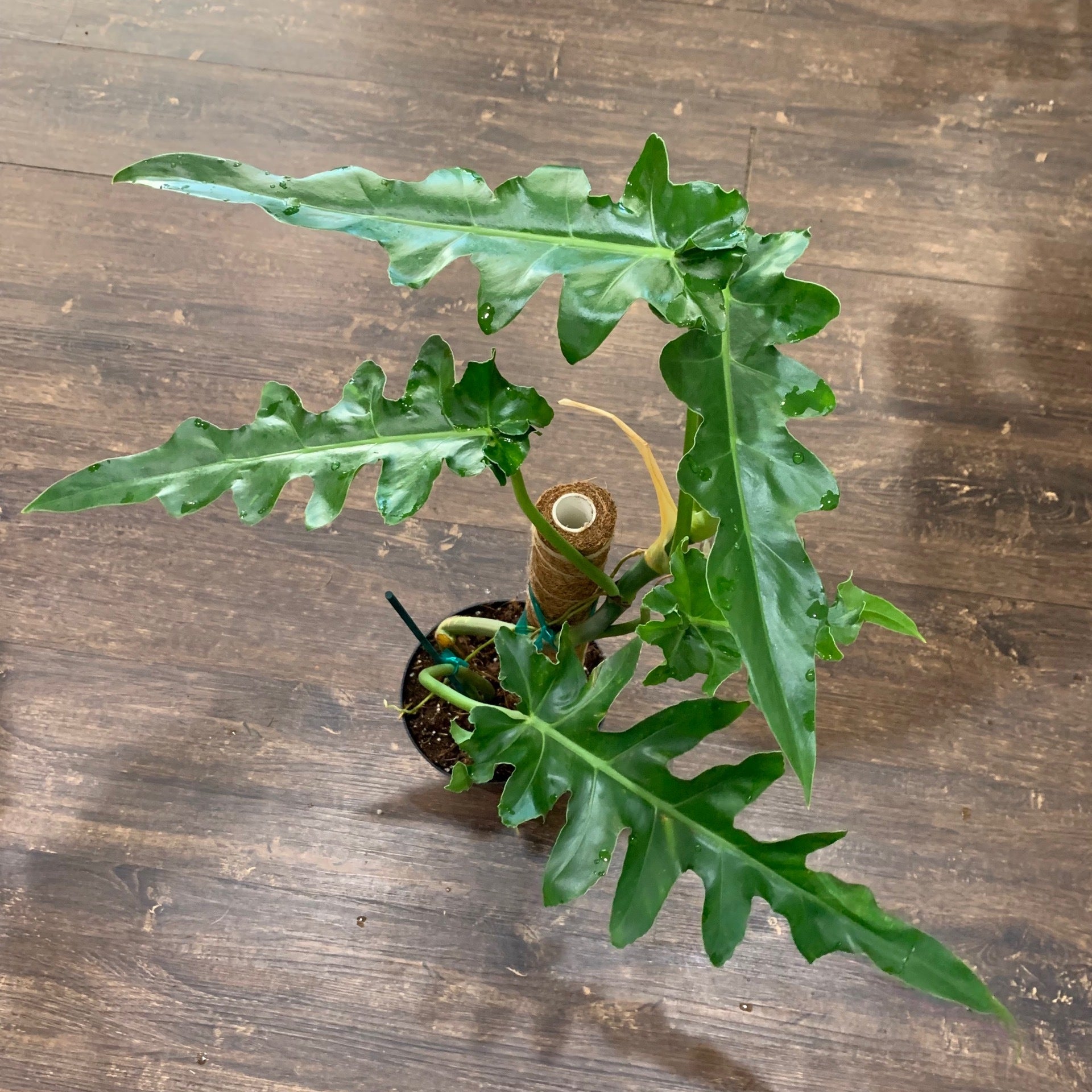 Philodendron 'Bob Cee' 6" | Plantstay | Gainesville Houseplant Shop