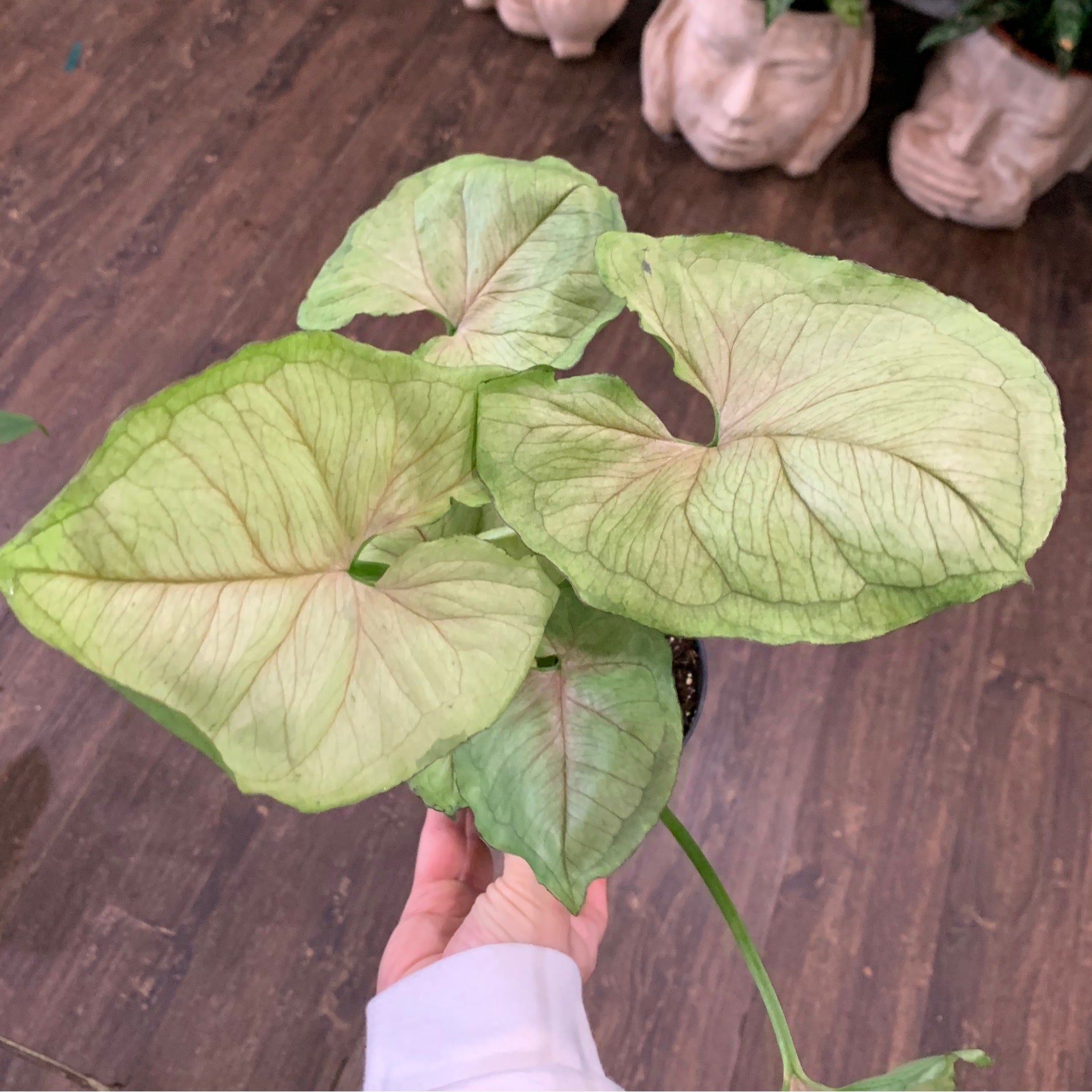 Syngonium 'Mango Allusion' 4" | Plantstay | Gainesville Houseplant Shop
