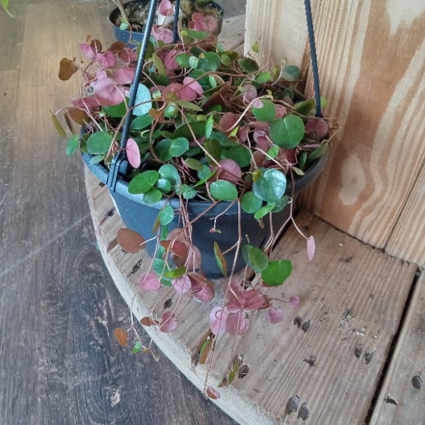 Peperomia 'Ruby Cascade' | Plantstay | Gainesville Houseplant Shop