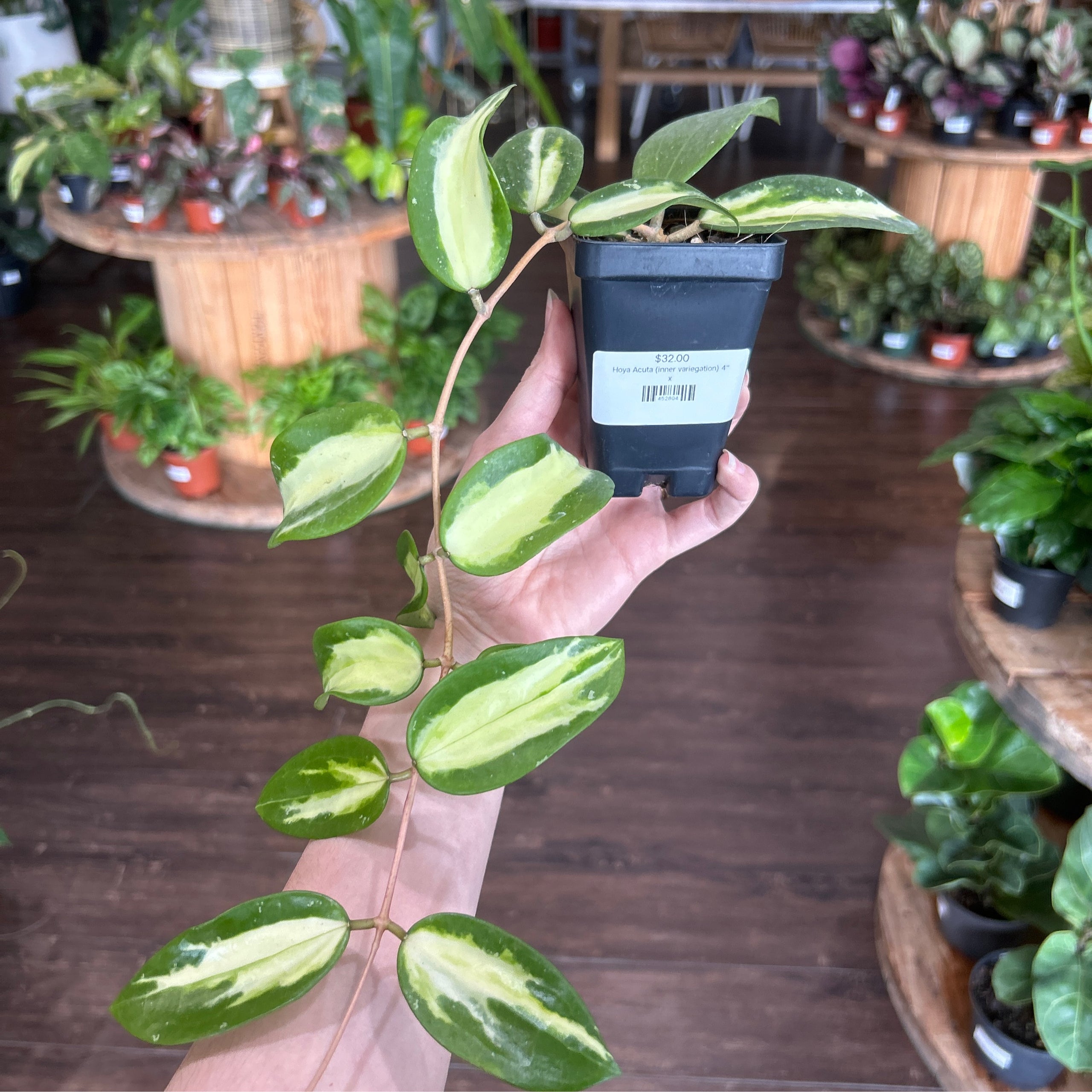 Hoya Acuta (inner variegation) 4" | Plantstay | Gainesville Houseplant Shop