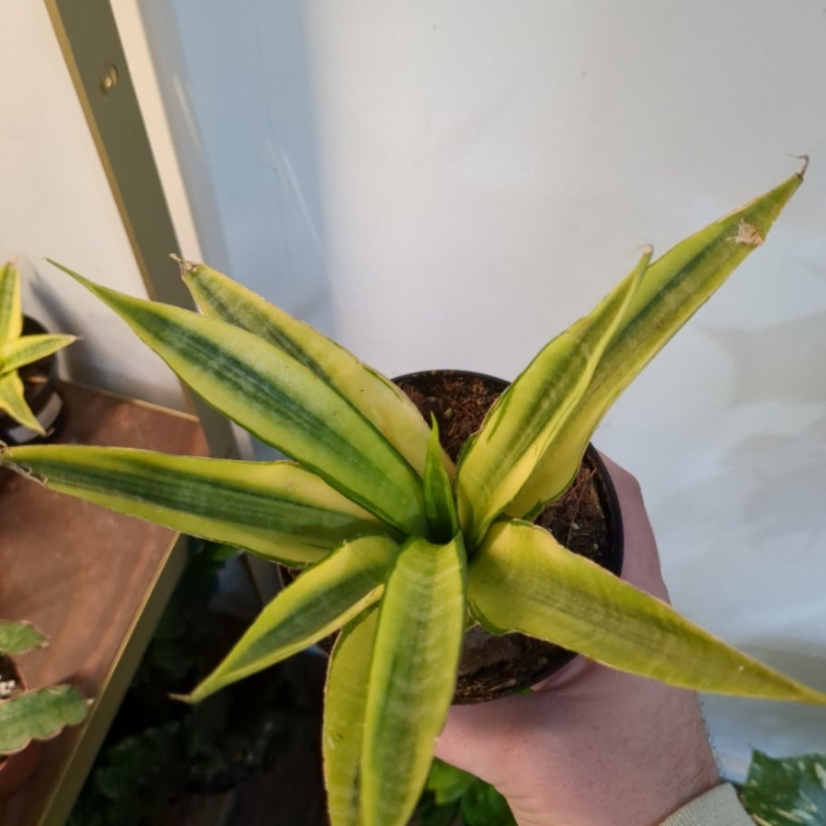 Sanseveria Cordoba Variegated 4" | Plantstay | Gainesville Houseplant Shop