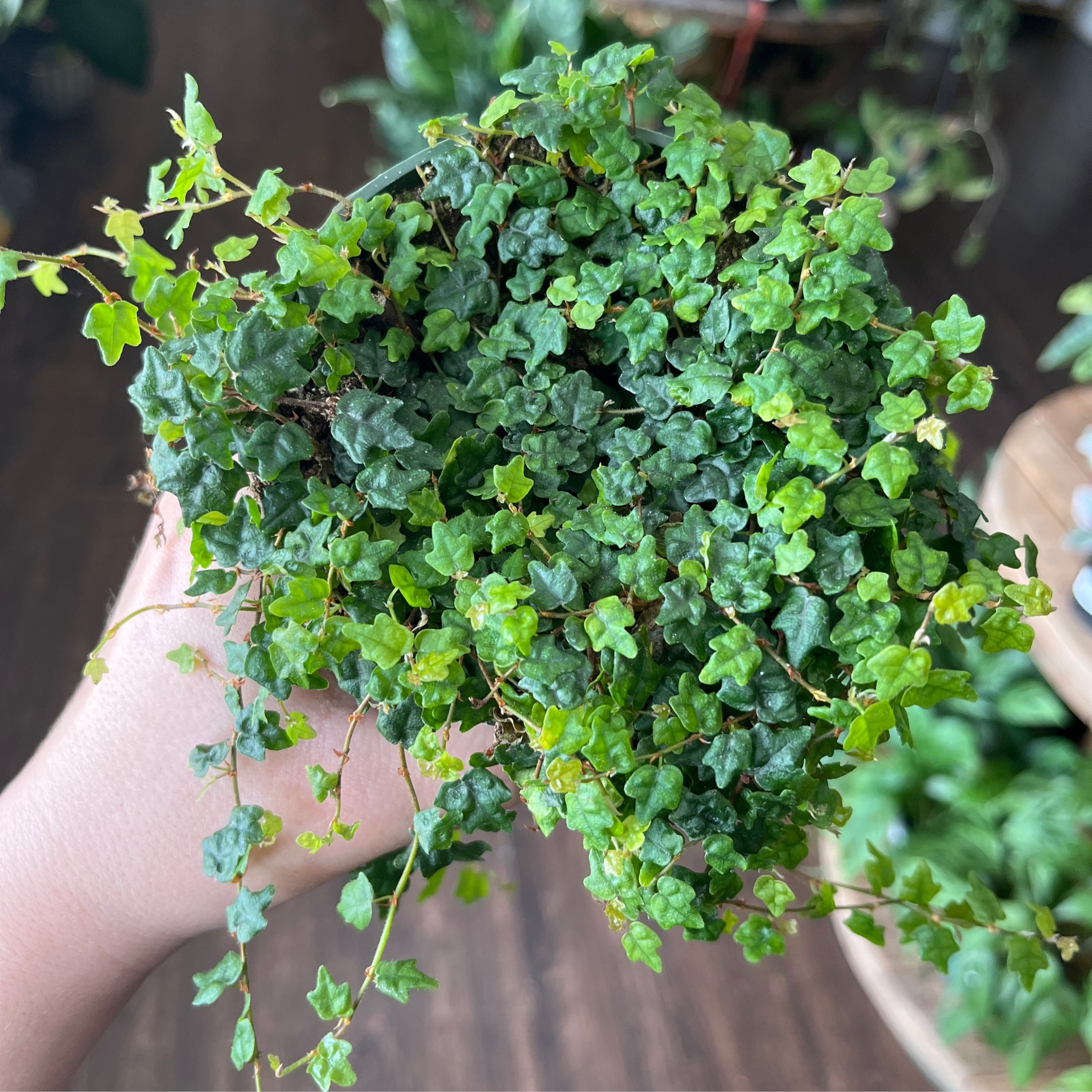 Ficus Pumila Quercifolia 'String of Frogs' 4" | Plantstay | Gainesville ...
