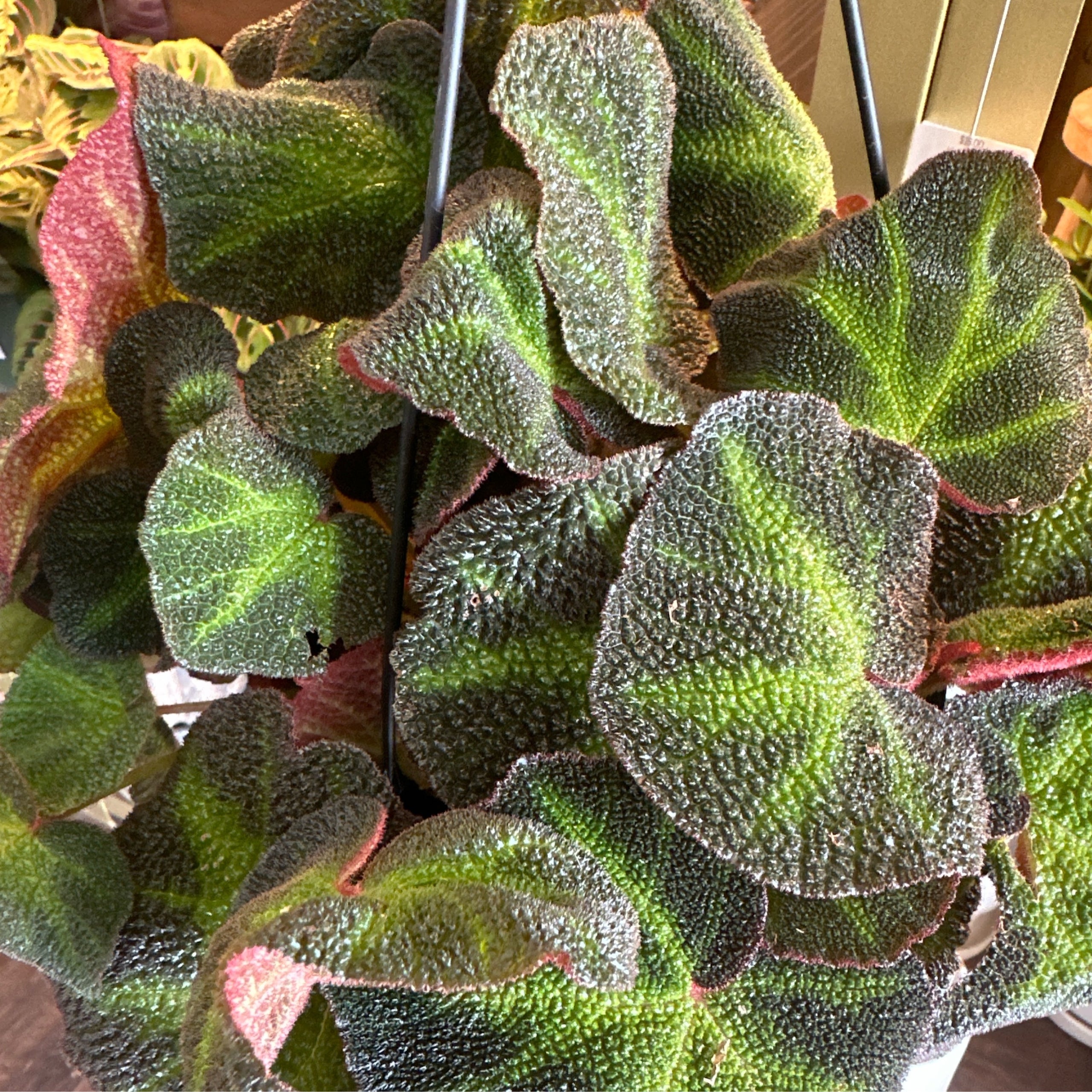 Begonia Solimutata 6” | Plantstay | Gainesville Houseplant Shop