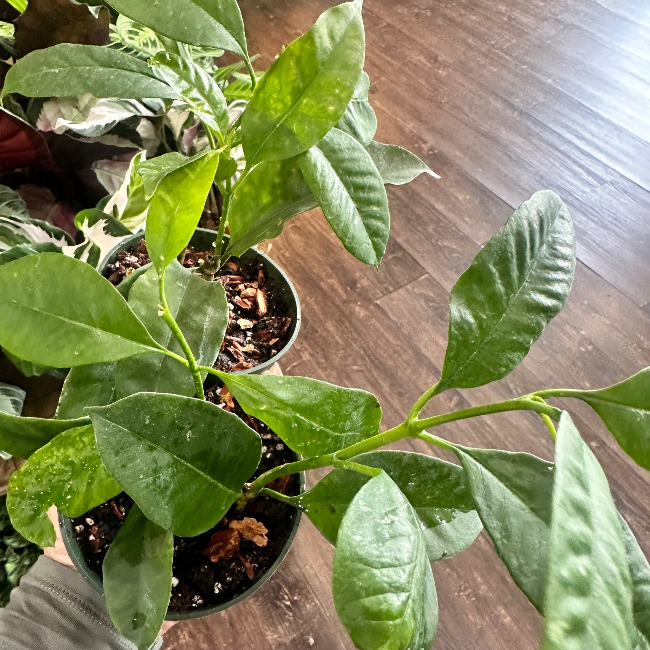 Hoya Multiflora 4" | Plantstay | Gainesville Houseplant Shop