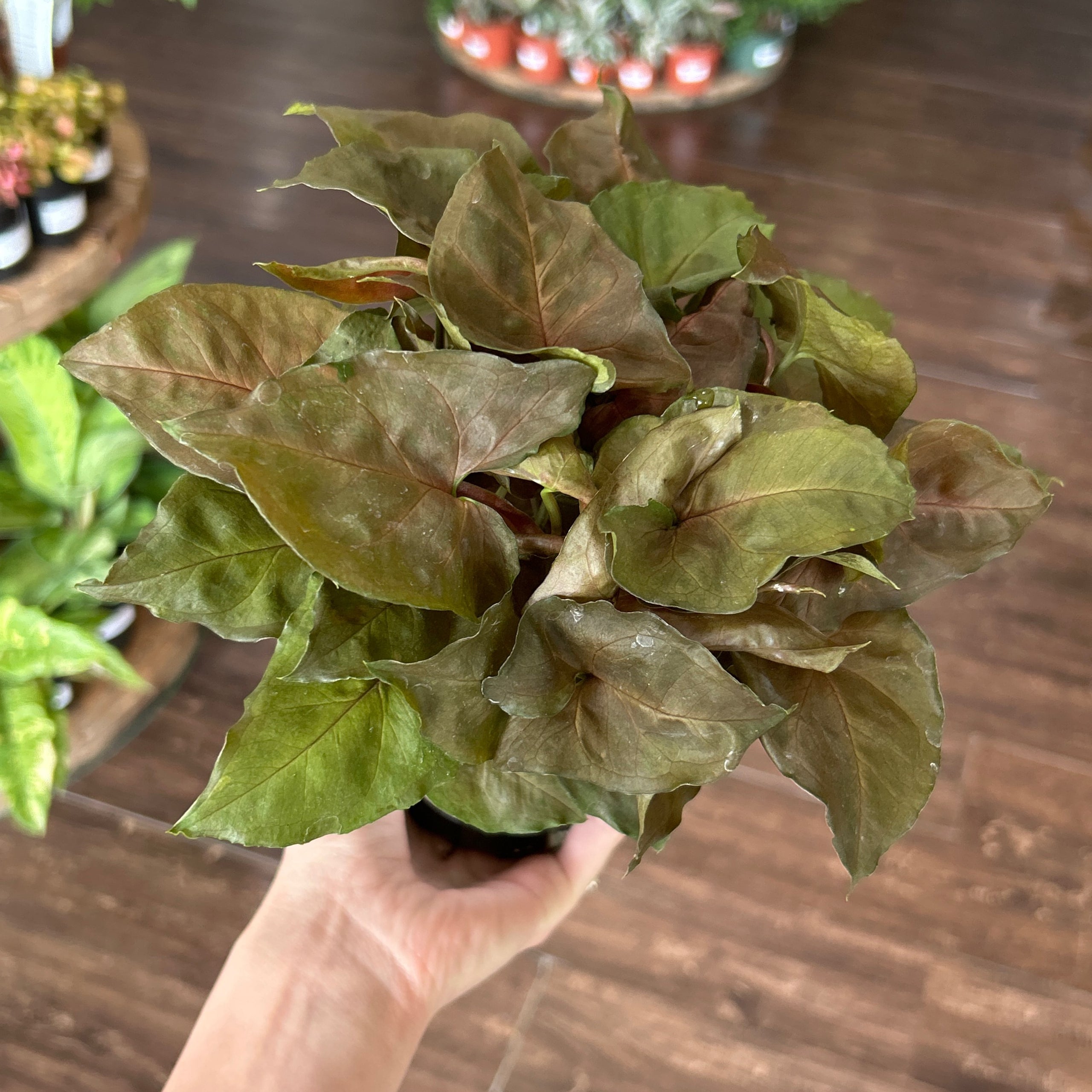 Syngonium 'Merry Maria' 4" | Plantstay | Gainesville Houseplant Shop