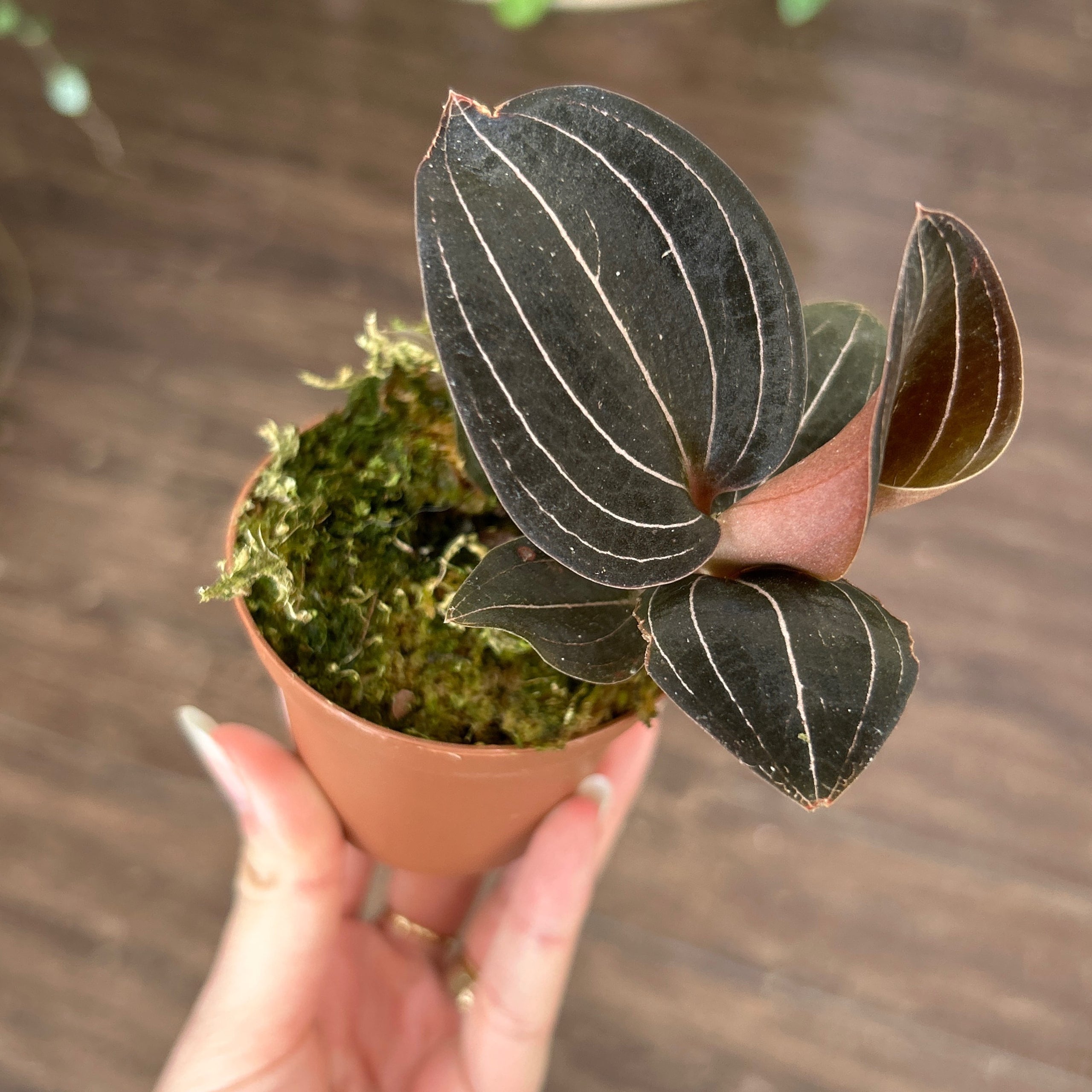 Ludochilus 'Sea Turtle' Jewel Orchid 3" | Plantstay | Gainesville ...