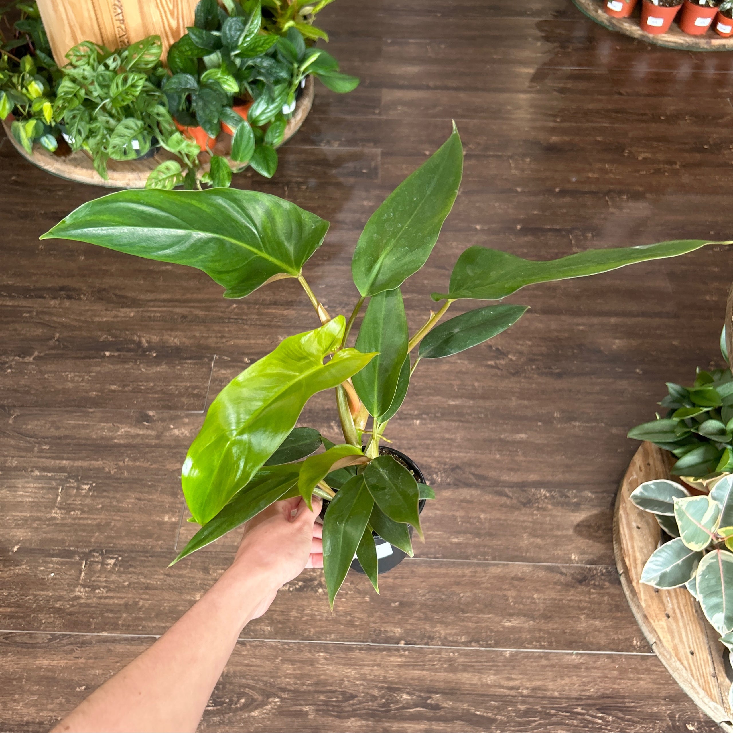 Philodendron 'Mexicanum' 4" | Plantstay | Gainesville Houseplant Shop