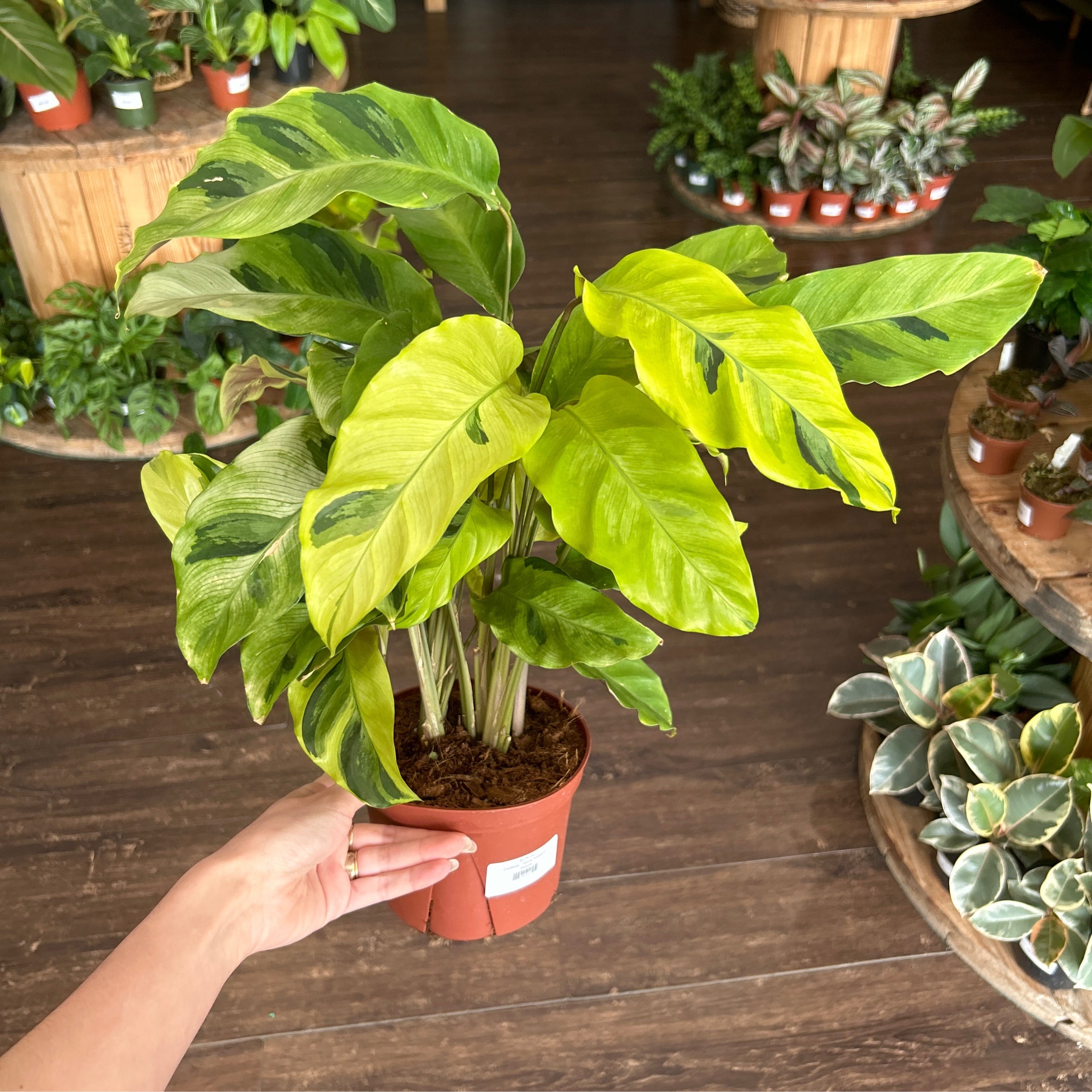 Calathea - Yellow Fusion 6" | Plantstay | Gainesville Houseplant Shop