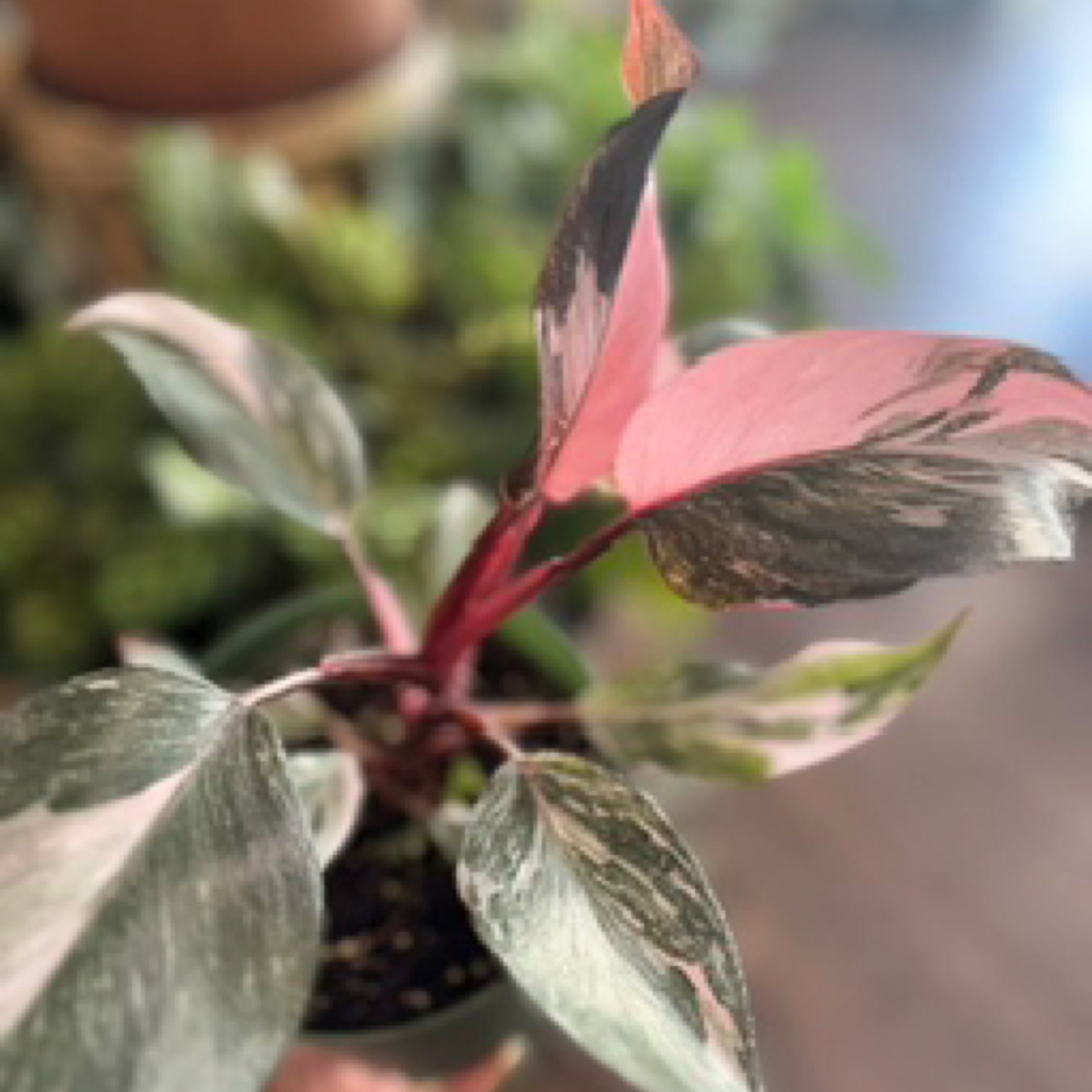 Philodendron Pink Princess Marble | Plantstay | Gainesville Houseplant Shop