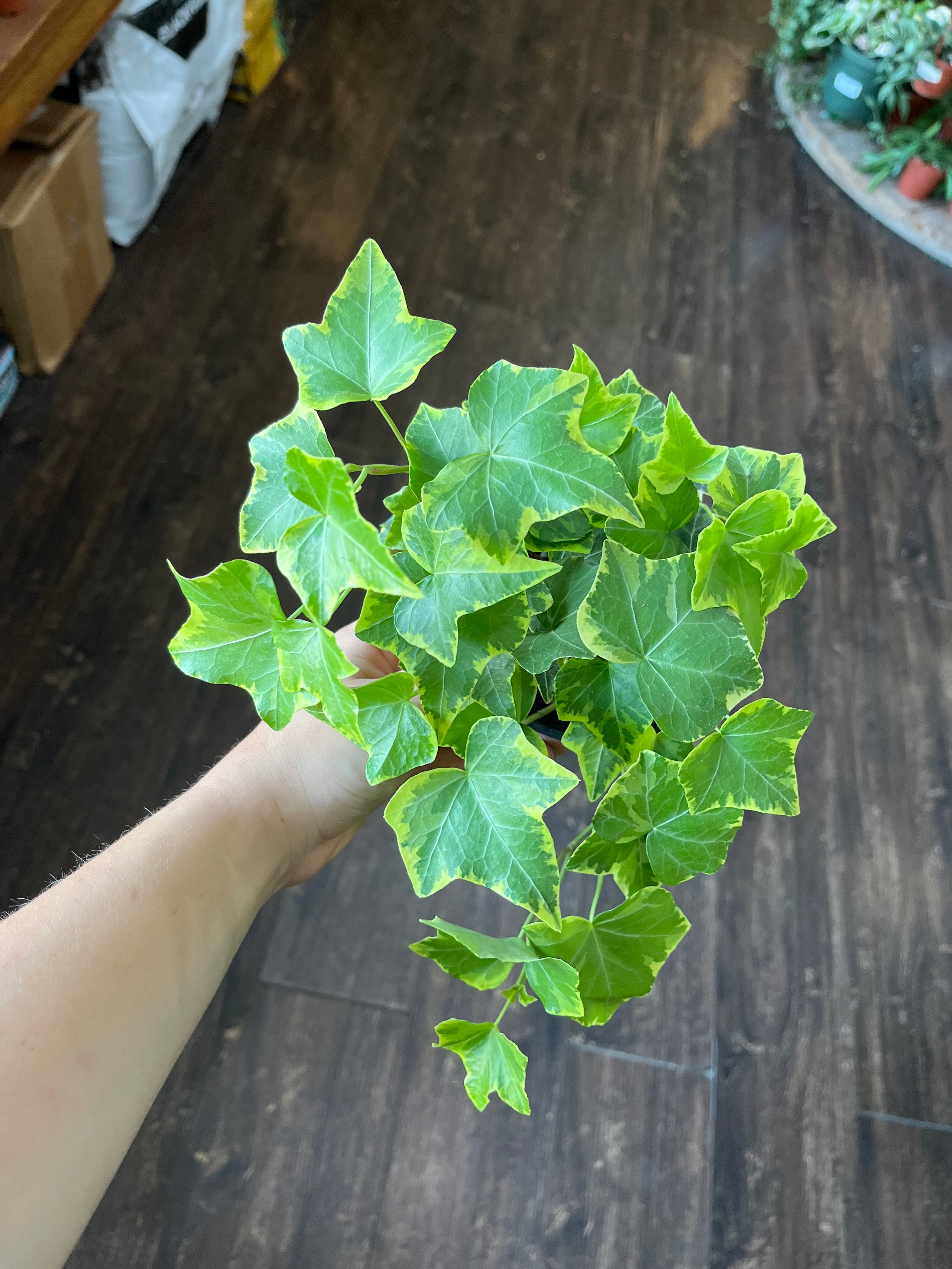 Hedera helix 'Gold Child' English Ivy 4" | Plantstay | Gainesville ...