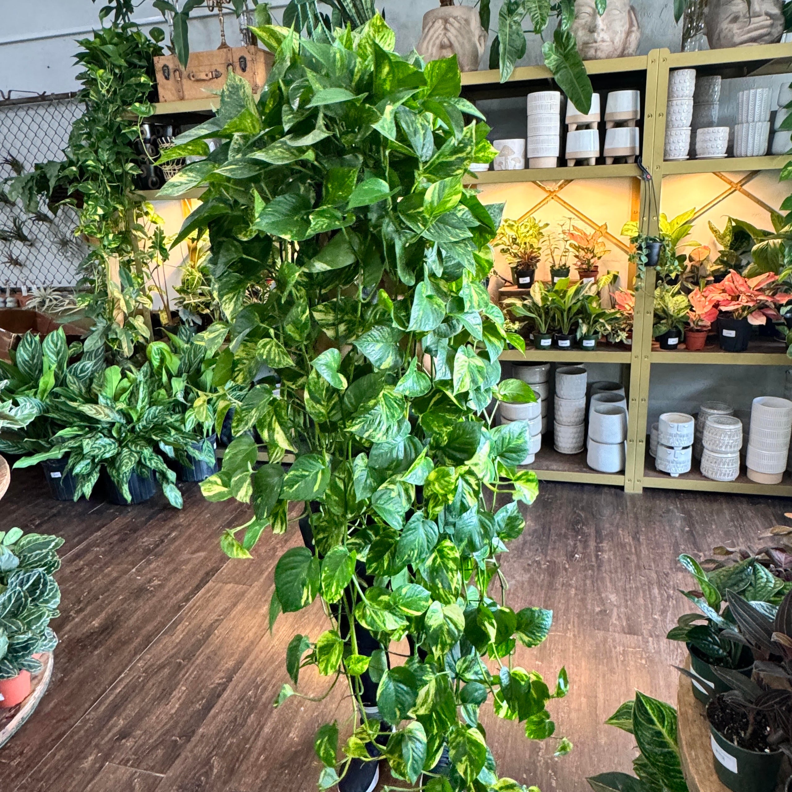 Epipremnum Aureum 'Golden Pothos' 8" HB (long vines) | Plantstay ...