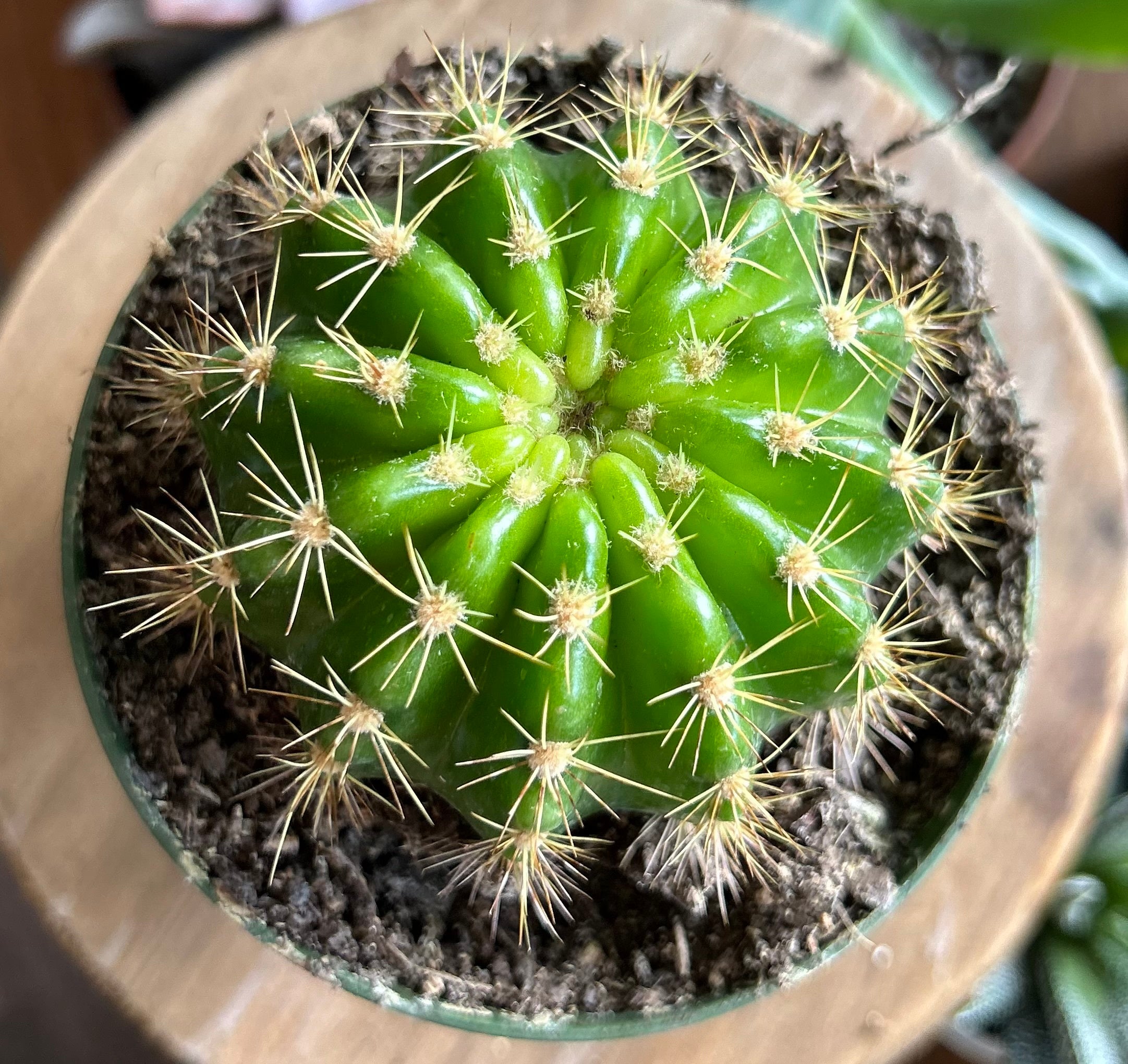 Echinopsis calochlora (Lemon Barrel Cactus) 4" | Plantstay ...
