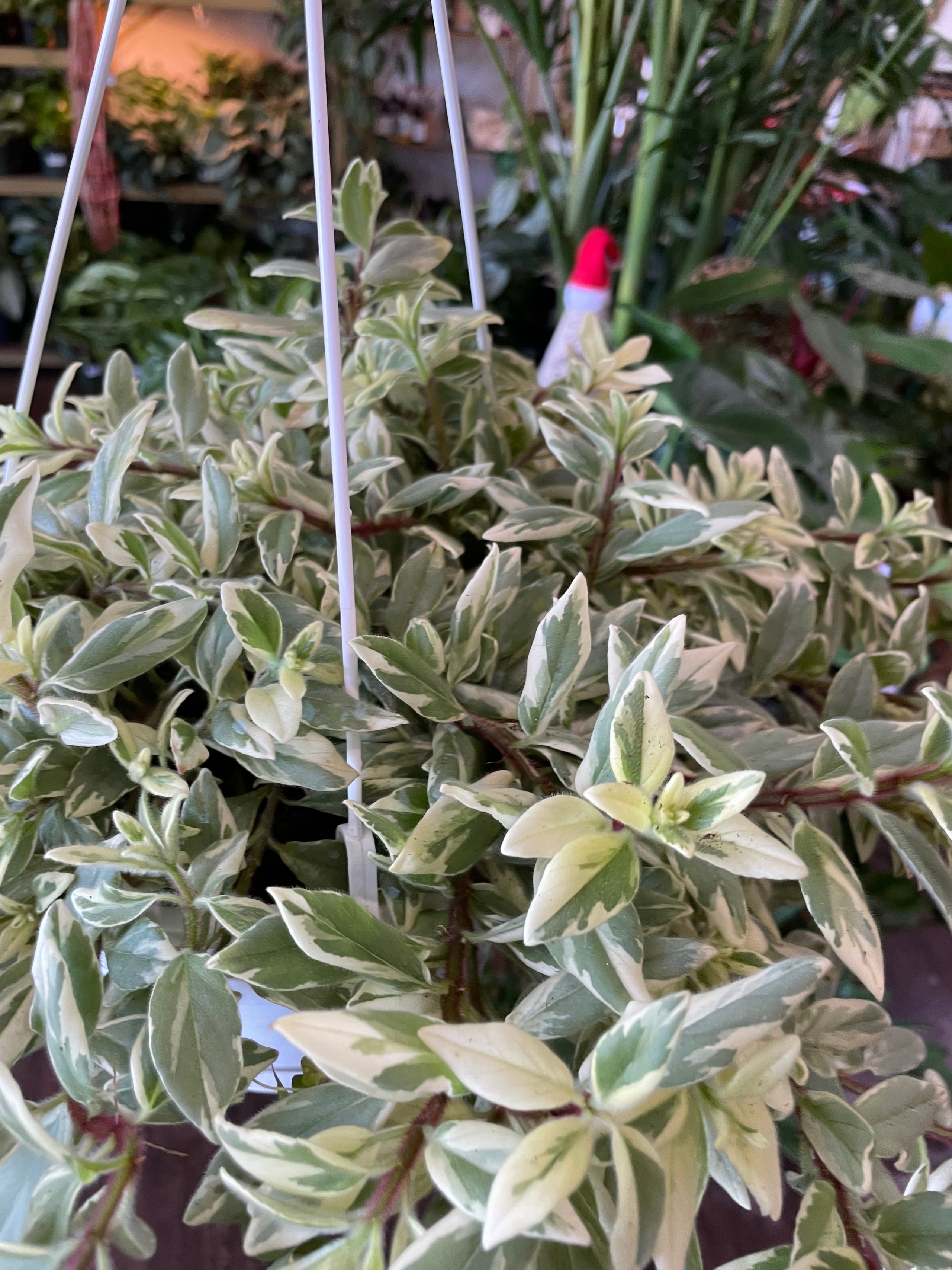 Columnea Hirta 'light Prince' Lipstick Plant 8" HB | Plantstay ...