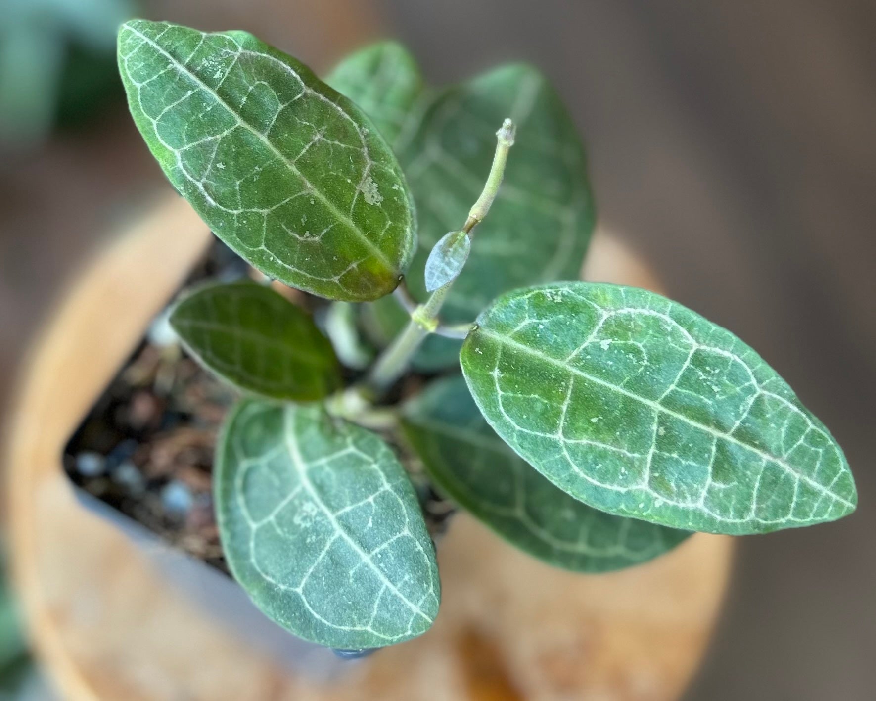 Hoya Elliptica Splash Round Leaf (long) | Plantstay | Gainesville ...