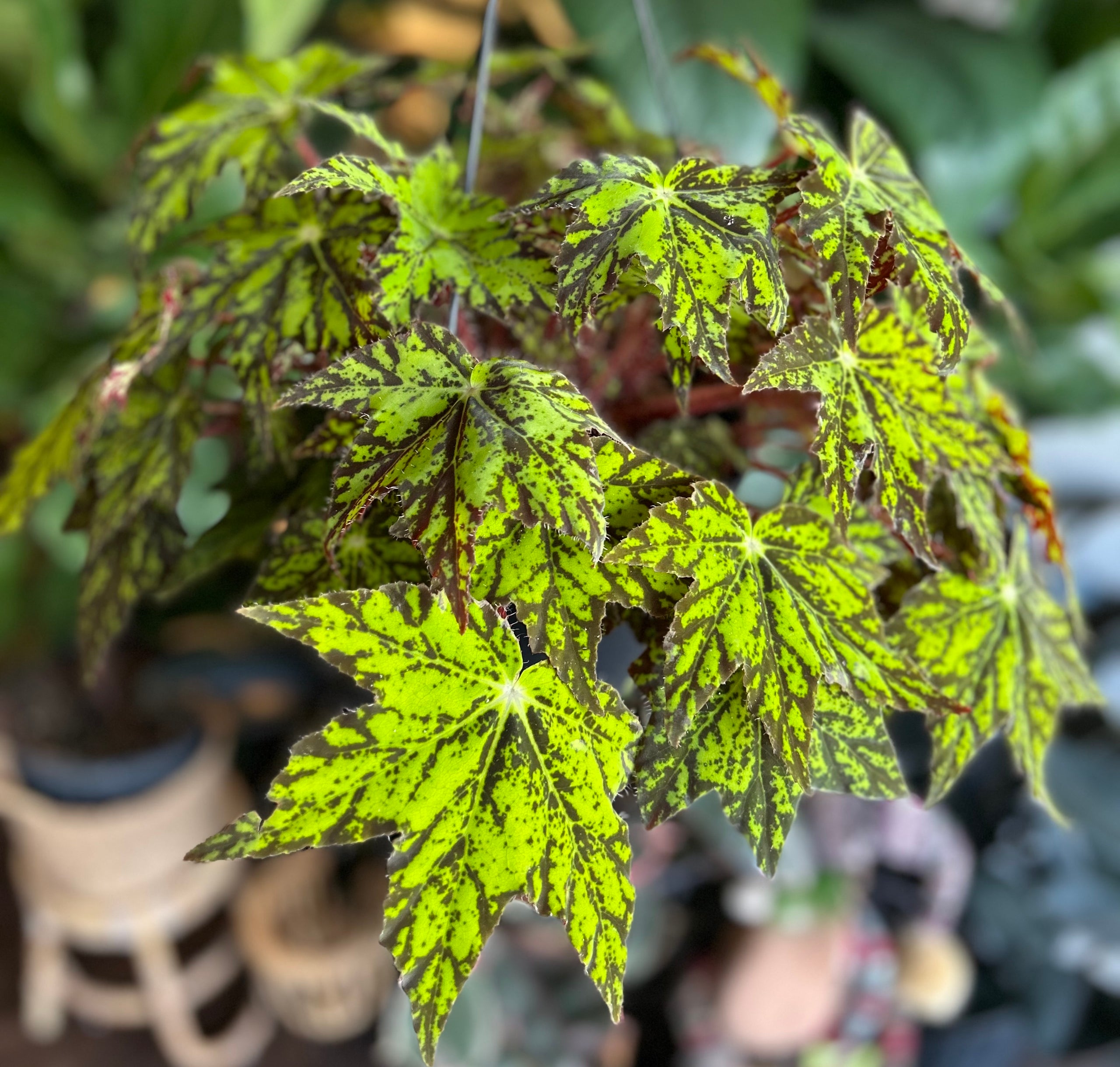 Begonia Geometry | Plantstay | Gainesville Houseplant Shop