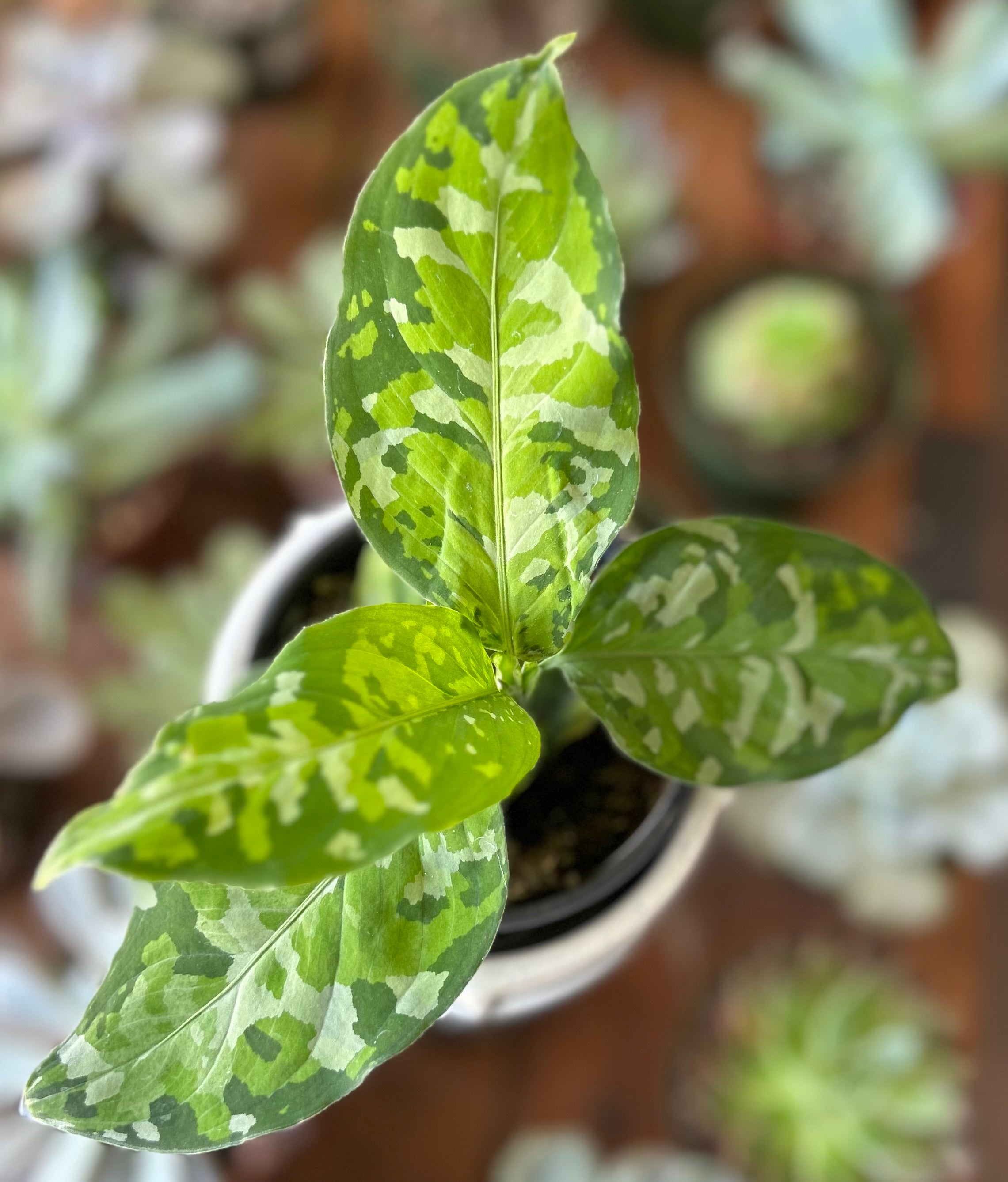 Aglaonema Pictum Tricolor 'Peacock' 3" | Plantstay | Gainesville ...