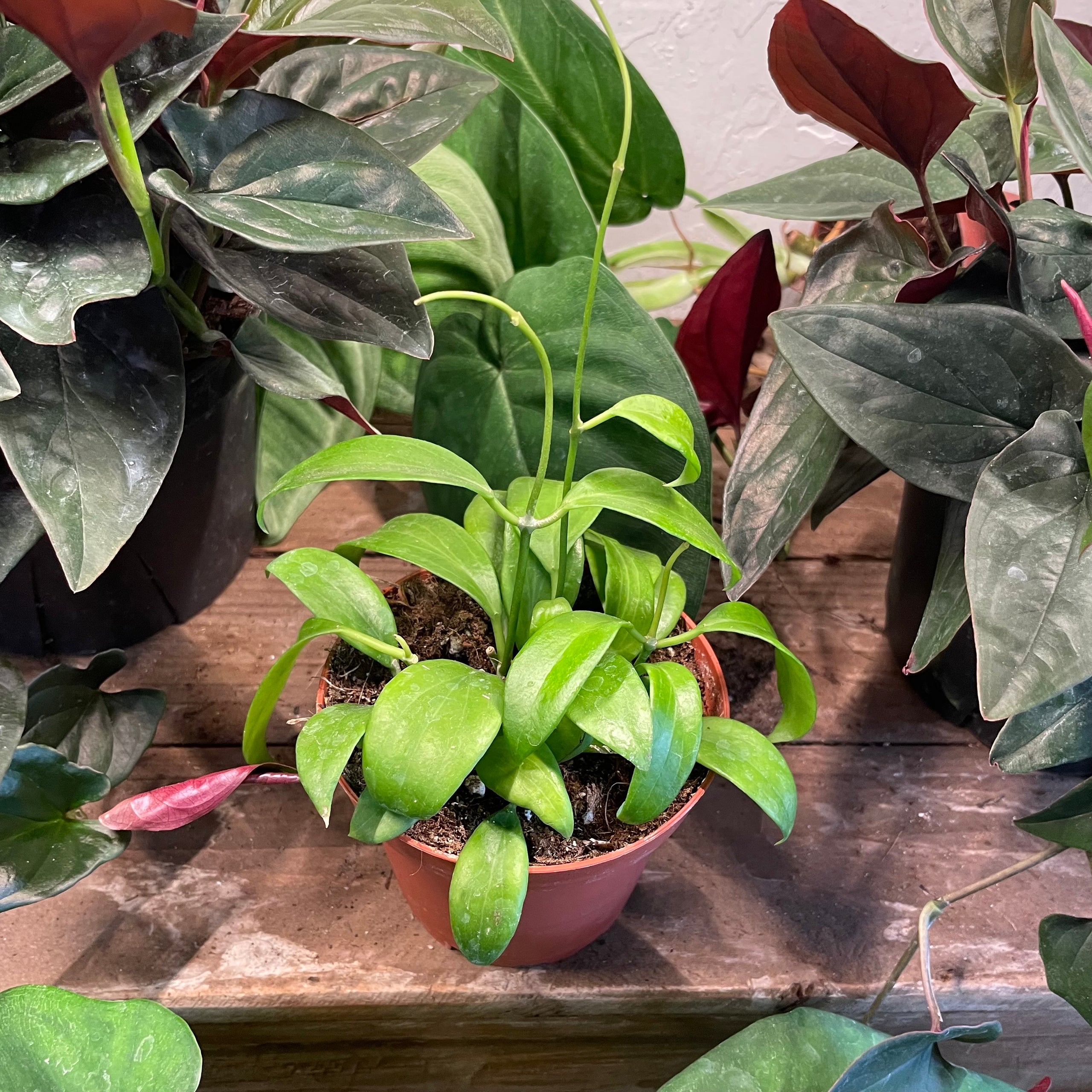 Hoya Merrillii 6" | Plantstay | Gainesville Houseplant Shop