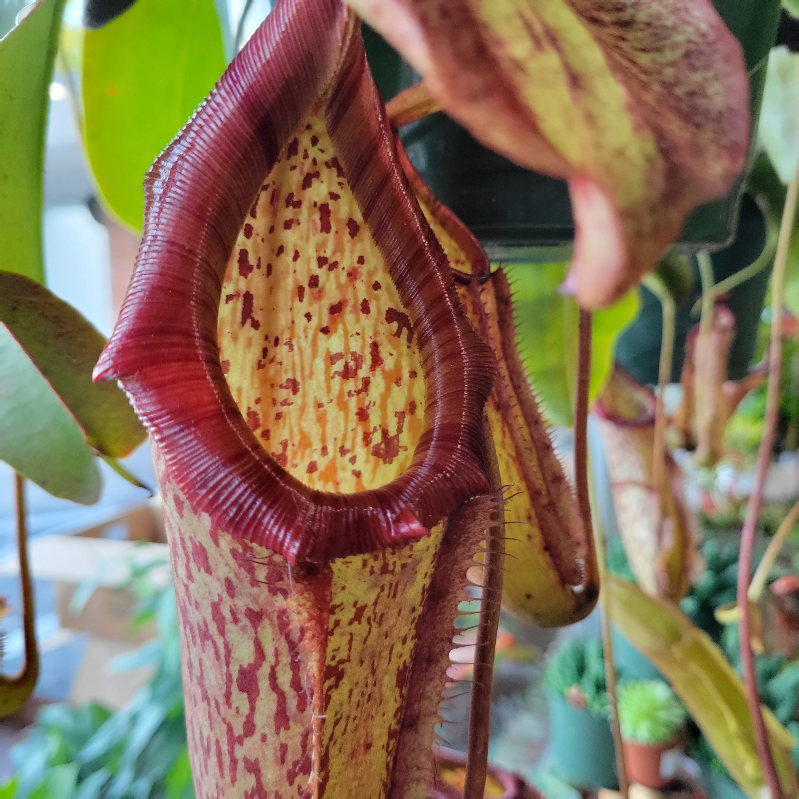 Nepenthes 'Miranda' Pitcher Plant 8" HB | Plantstay | Gainesville ...