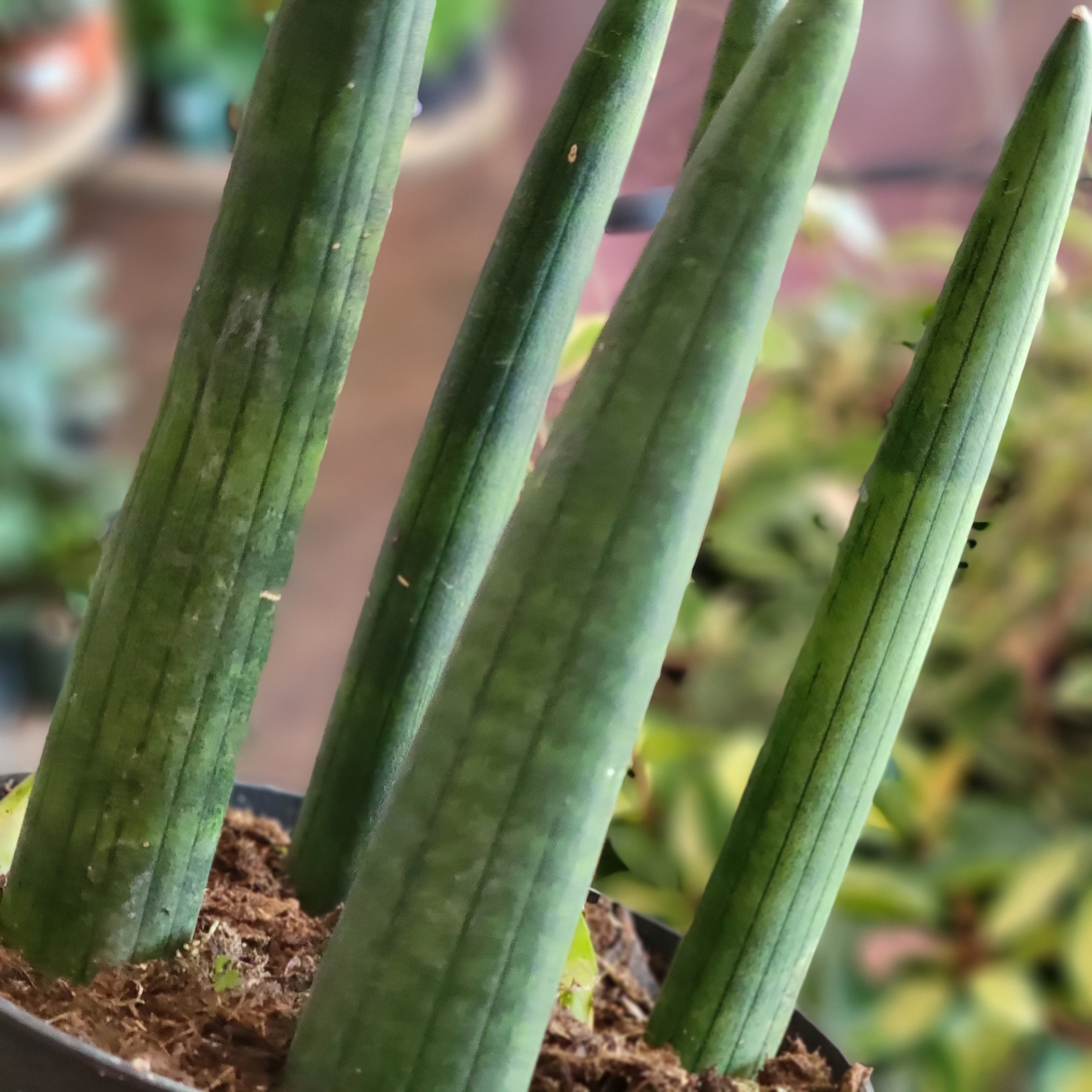 Sansevieria cylindrica'Boncel Fingers' 6" | Plantstay | Gainesville ...
