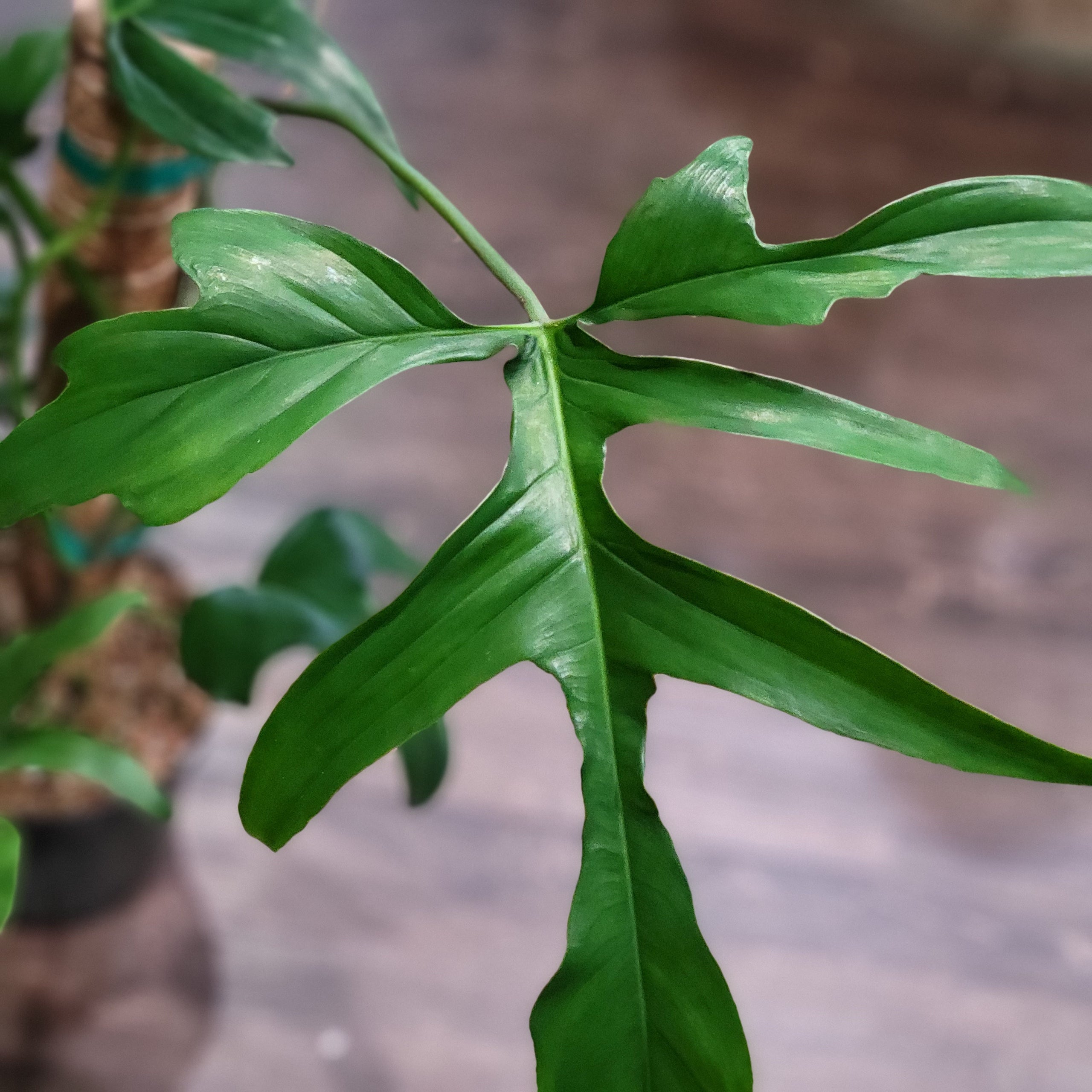 Philodendron Pedatum 'Glad Hands' 6" | Plantstay | Gainesville ...